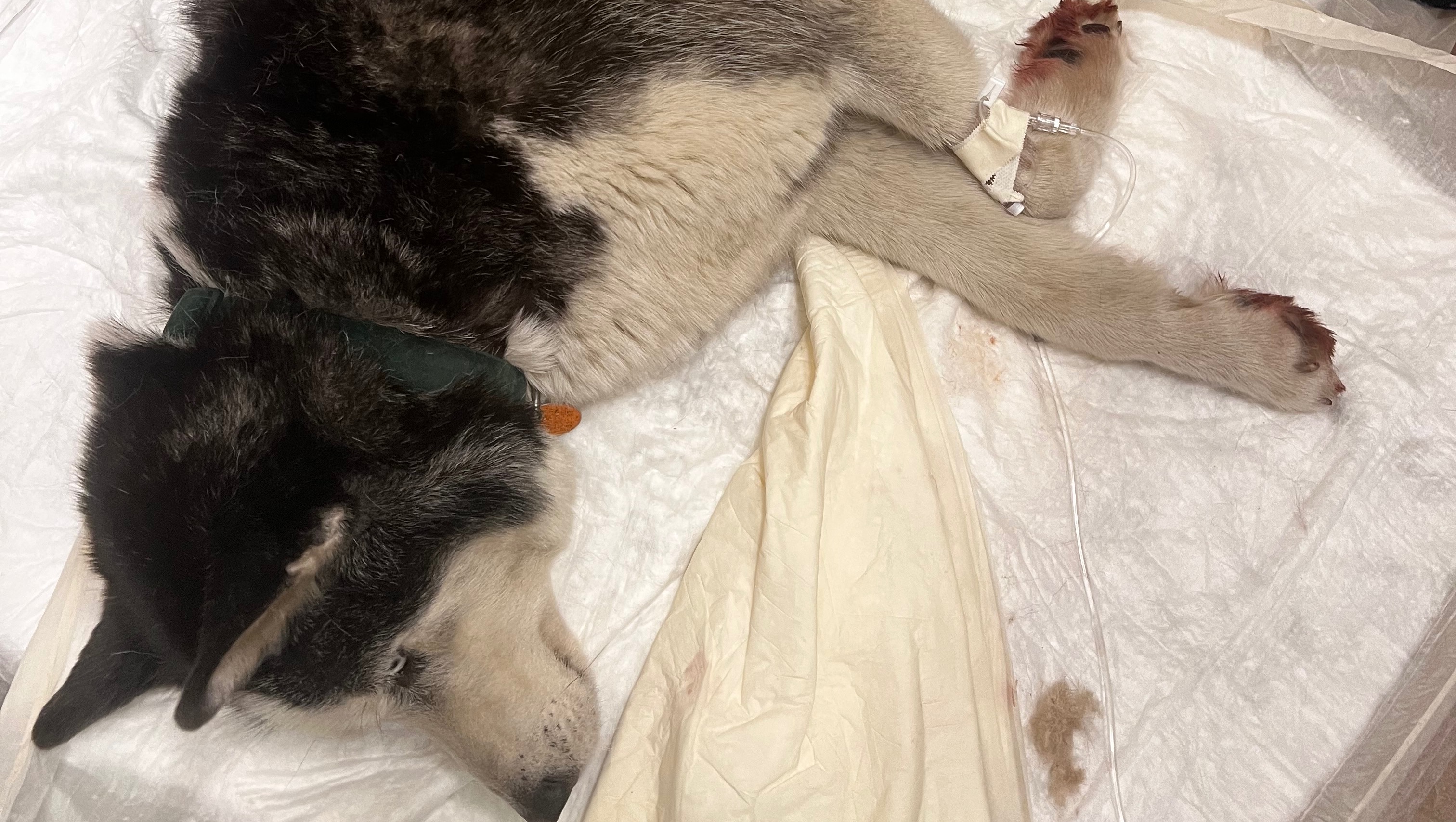 Fundraiser by Sarah LePage : Join Zorro's Fight for Survival