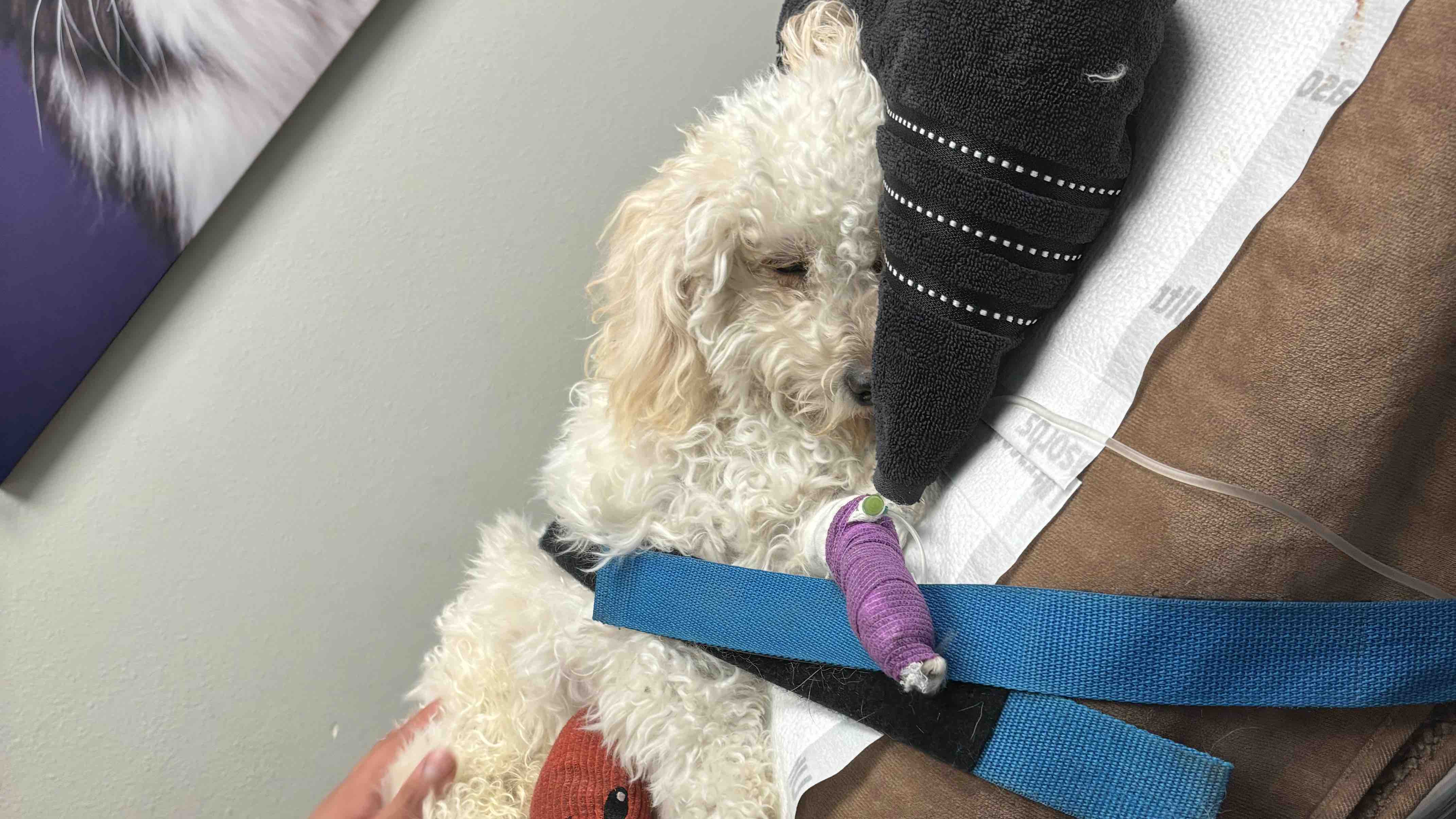 Fundraiser by Isabel Romano : Help Milo fight for his life & recover