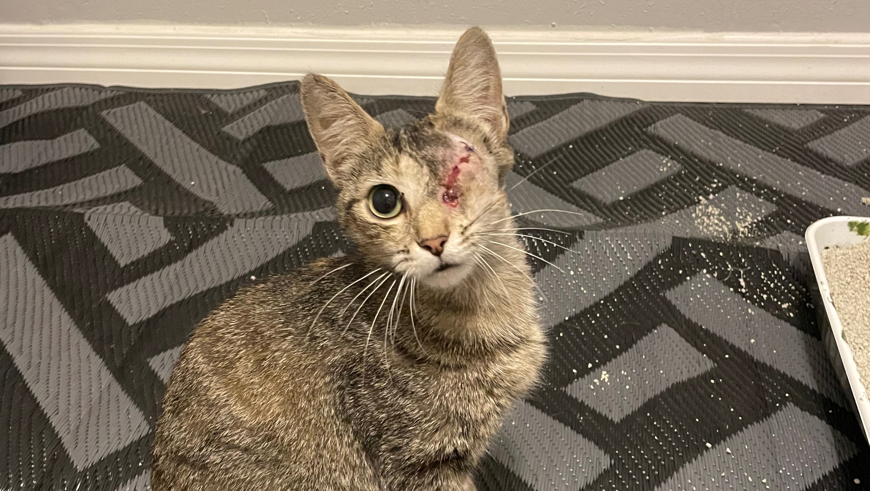 Fundraiser by Diana Wickless : Help Chad the Cat Recover from Injury