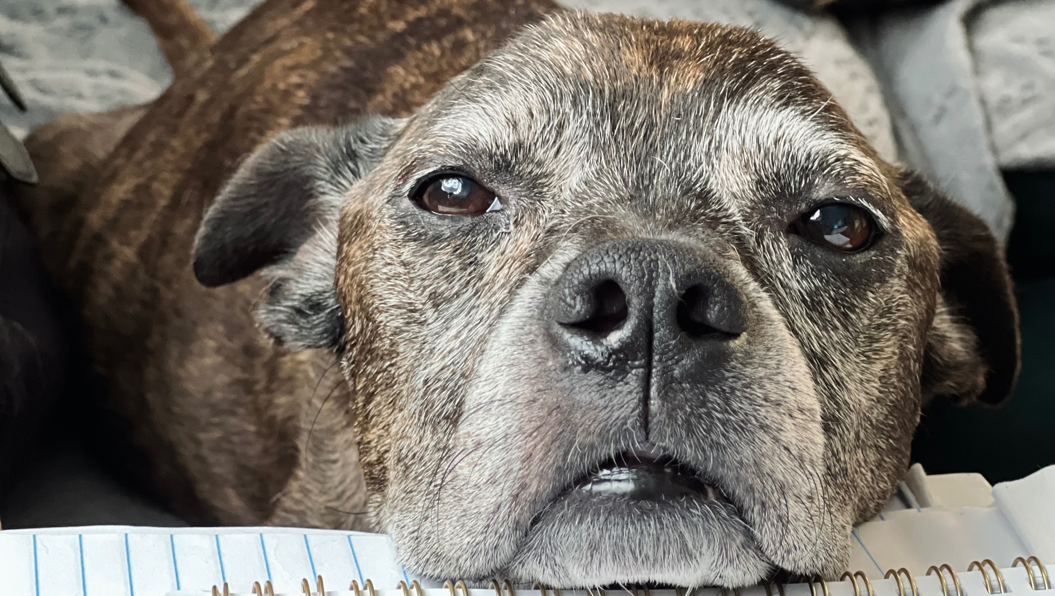 Fundraiser by ashley rayburn : Support Weezer's Surgery for Survival