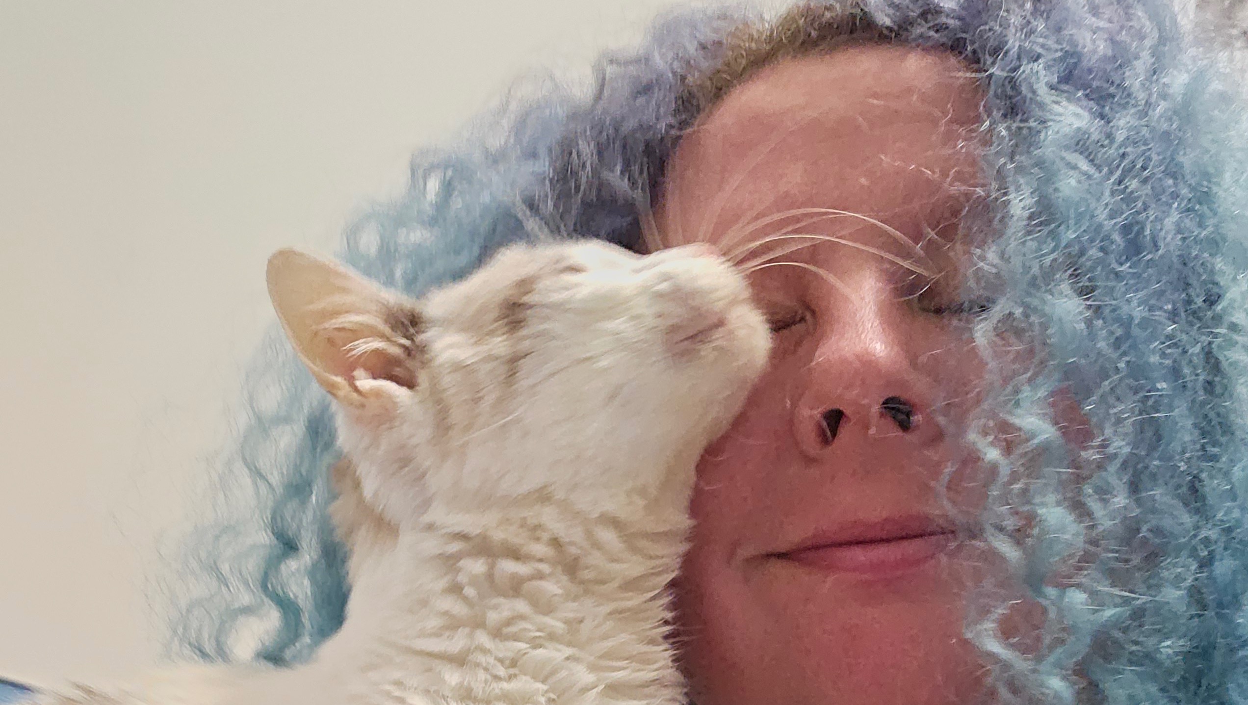 Fundraiser for Jess Bacon by Mileen DeRush : Support Biscuit's Urgent Oral Surgery