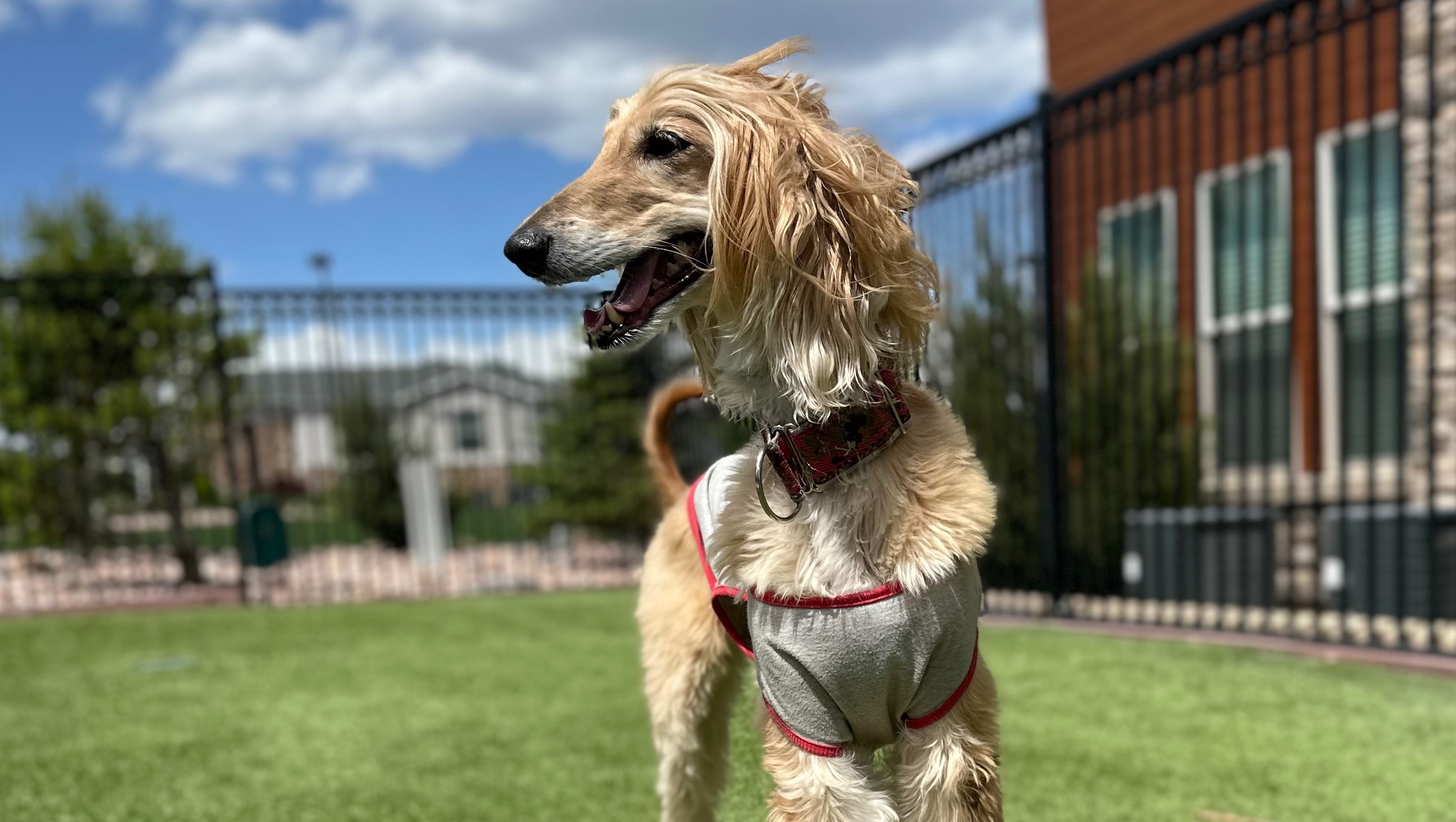 Fundraiser by Ruby Myles : Support Halle's Fight Against Pneumothorax