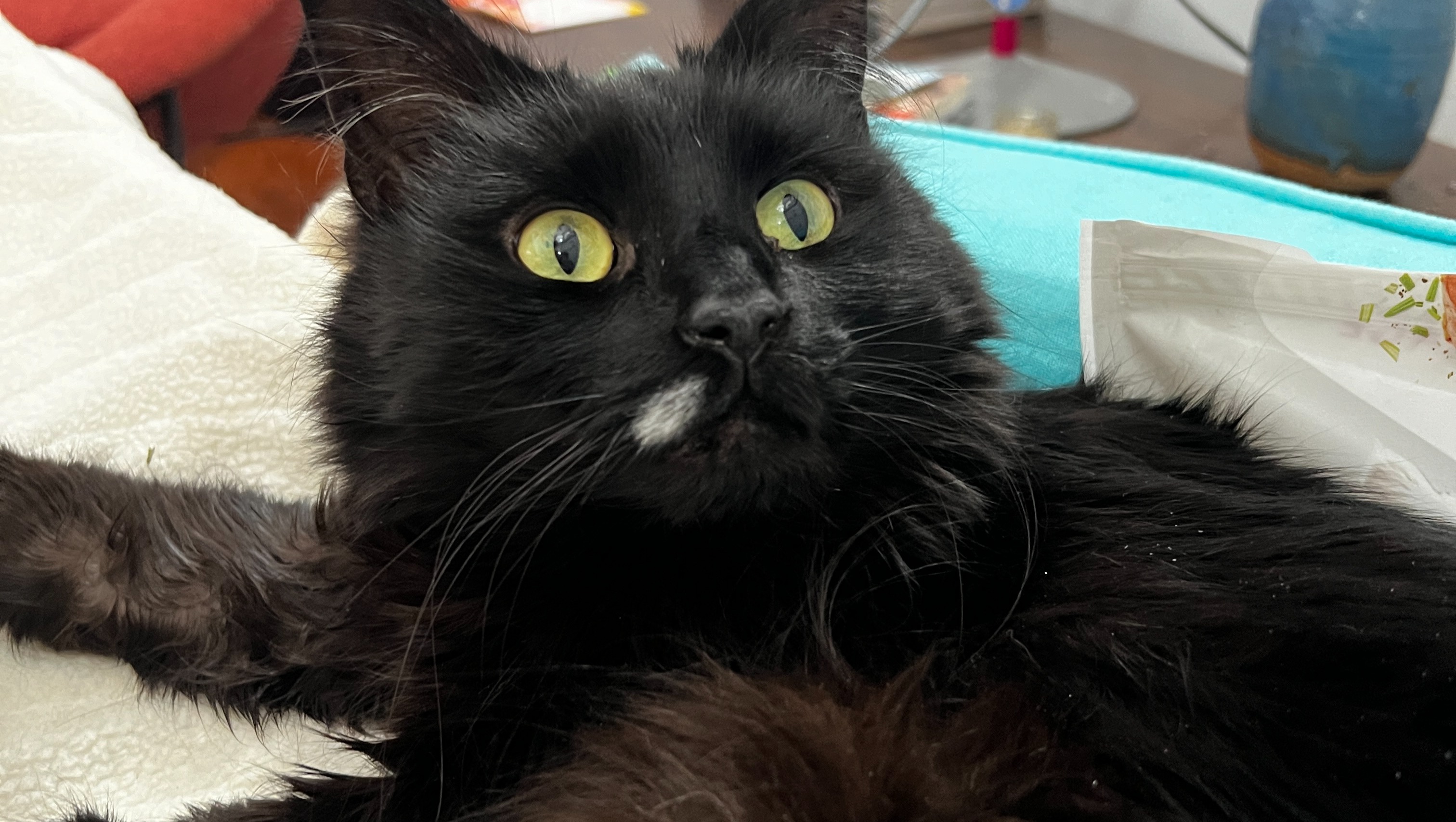 Fundraiser by Leigh Conner : Support Albert the Cat's Life-Saving Surgery