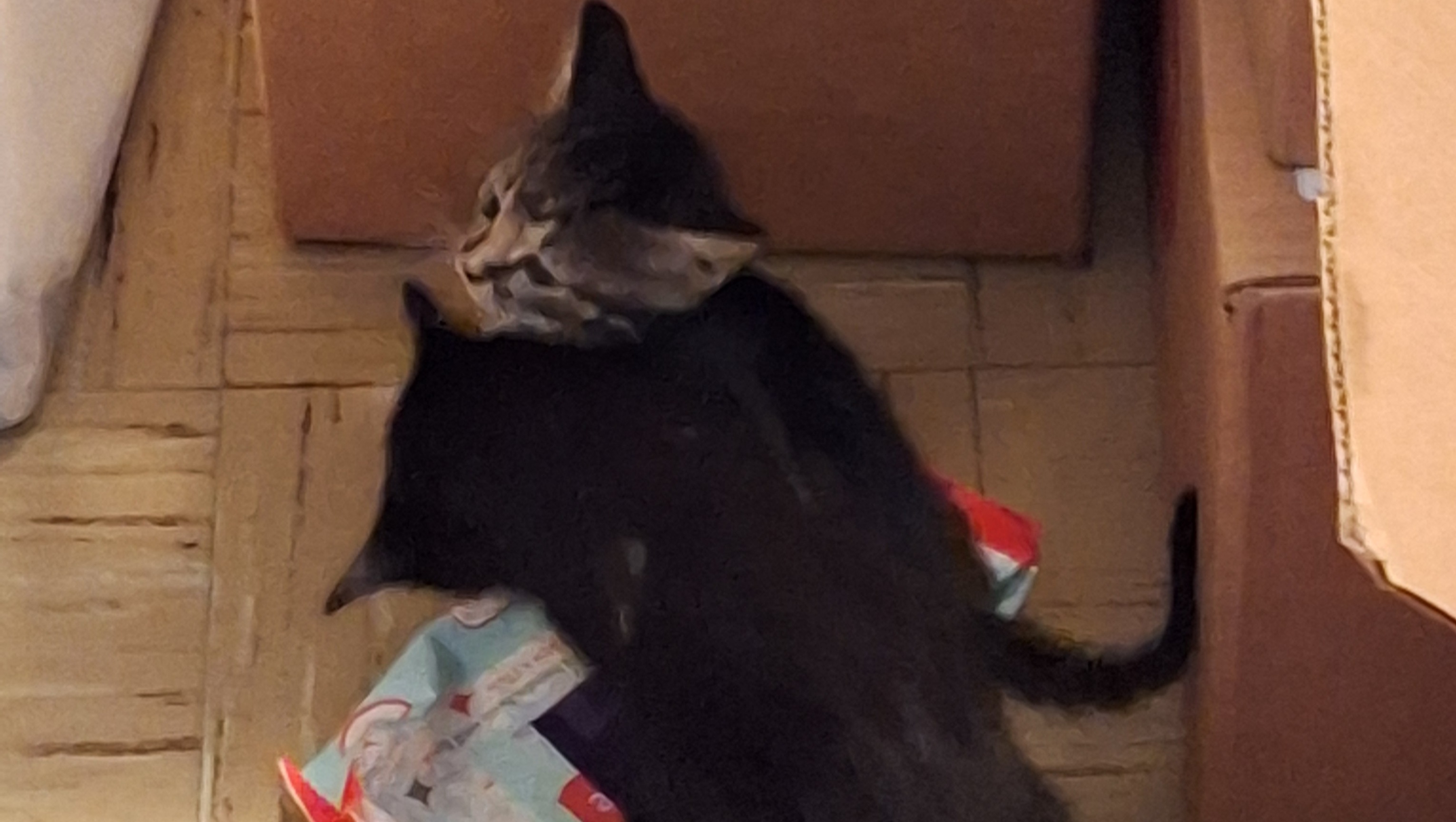 Fundraiser by Teresa Edwards : Support Teresa's Kitten Rescue Mission