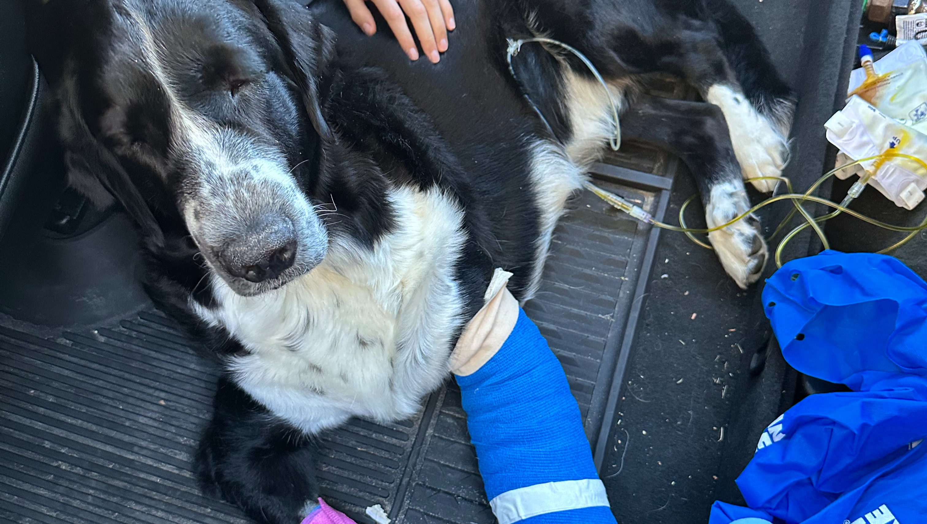 Fundraiser by John Slowinski` : Yuki's Vet Bills for his poor little leg