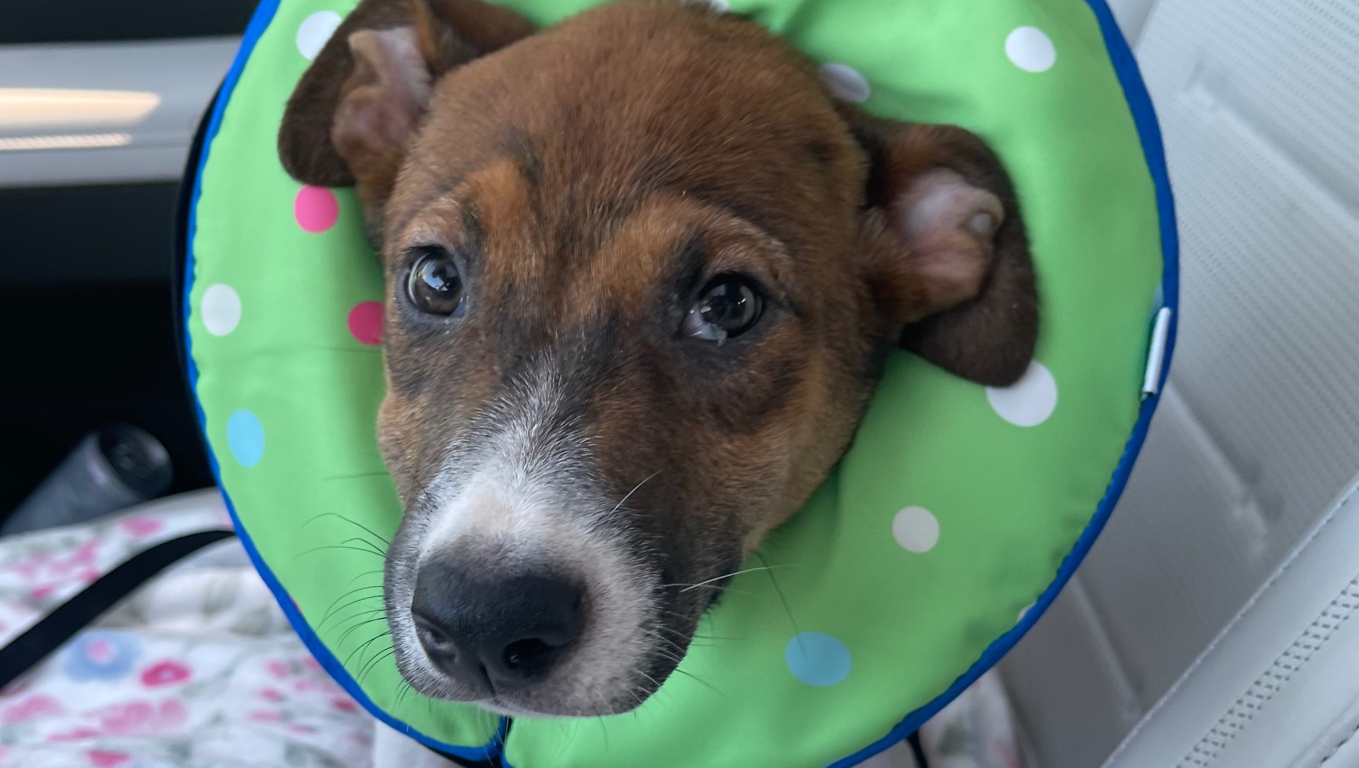 Fundraiser by Beverly Mercer : Help Give Homeless Dogs a Second Chance