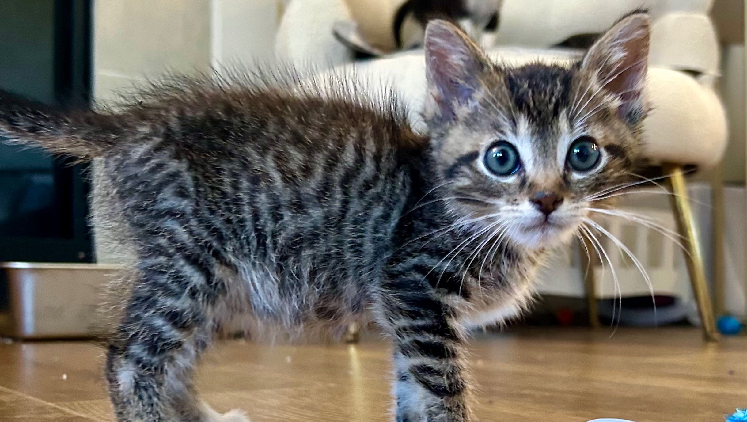 Fundraiser by Haley Andrews : Bubba’s Big Pectus Excavatum Surgery!