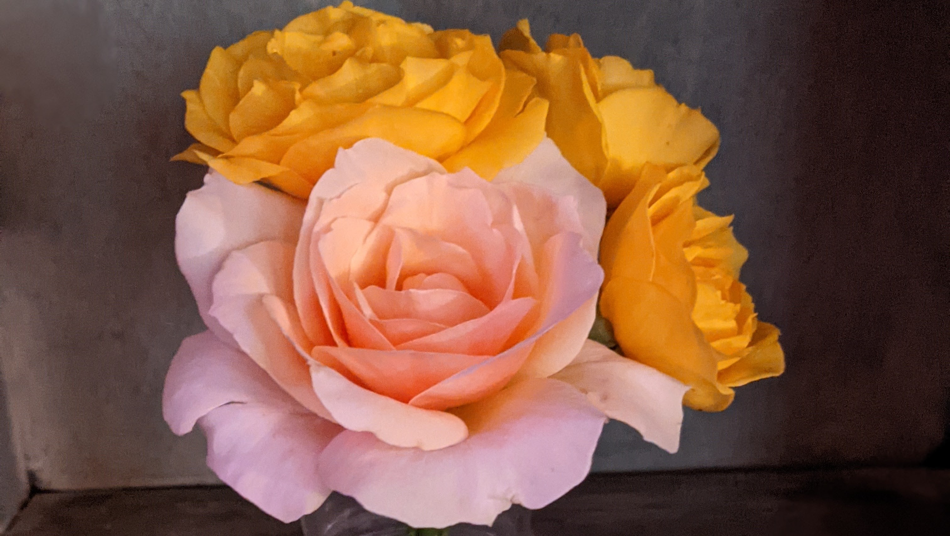 Fundraiser by April Quick : Surprising beauty all around us...