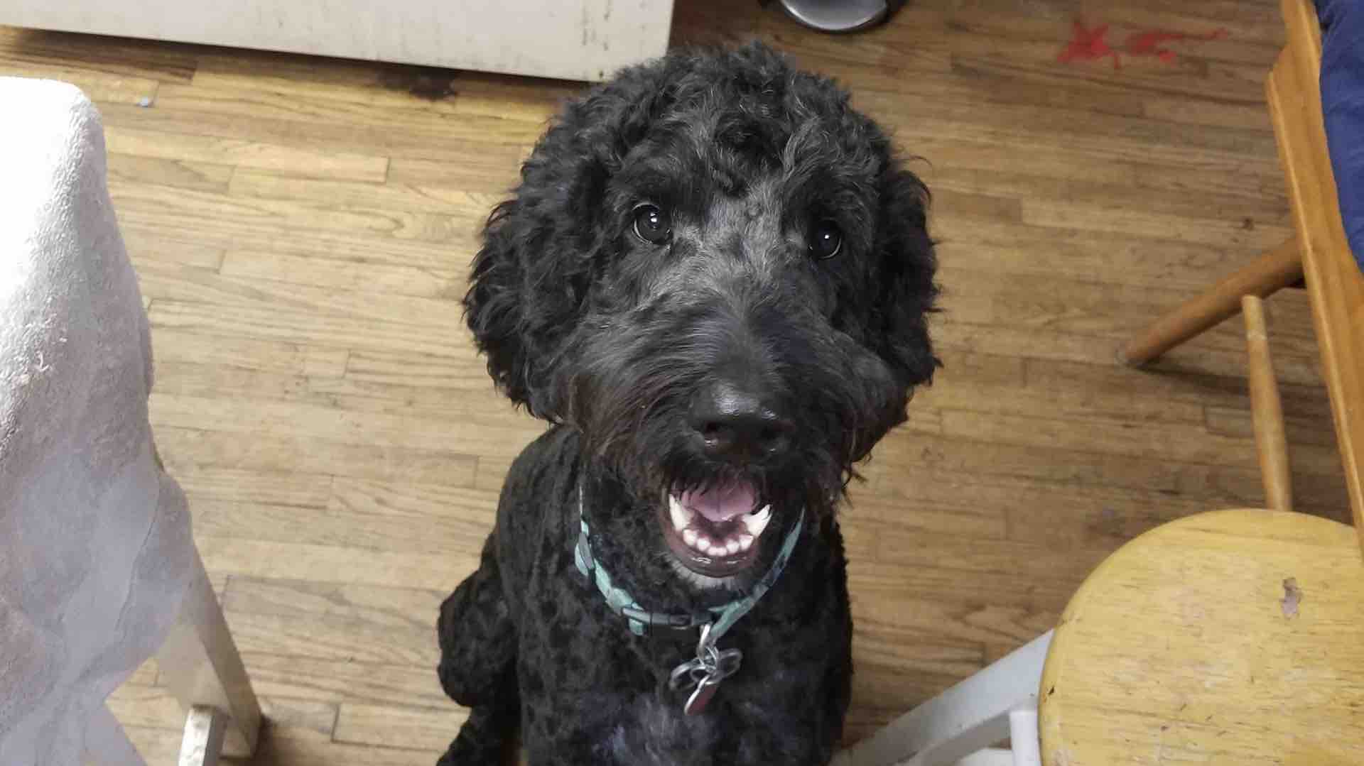 Fundraiser by Taetumn Zabienski : Pls help our beloved golden doodle Arlo
