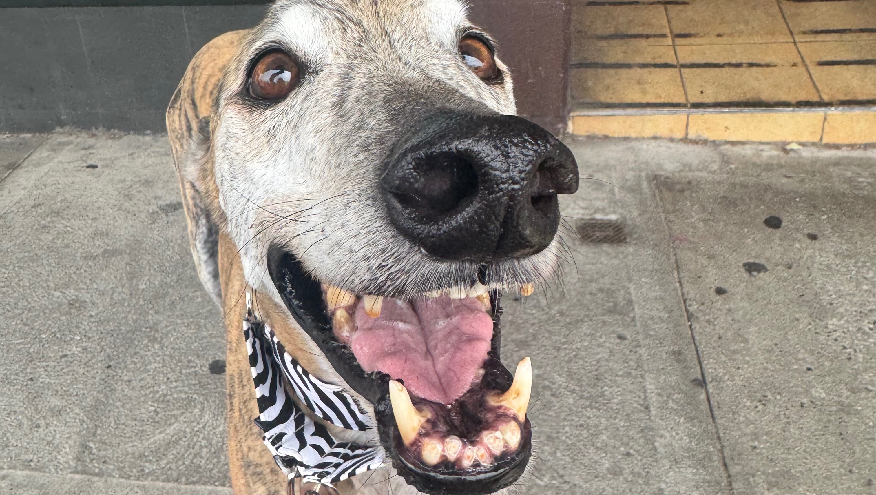 Fundraiser by Angie Hacker : Jocka’s medical expenses