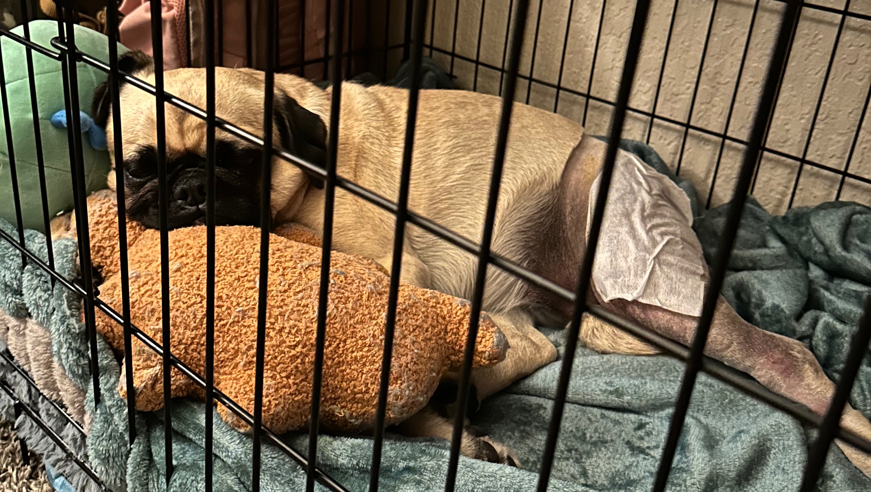 Fundraiser by Adelina Lombrana : Help Penny Walk Again: Adelina's Plea