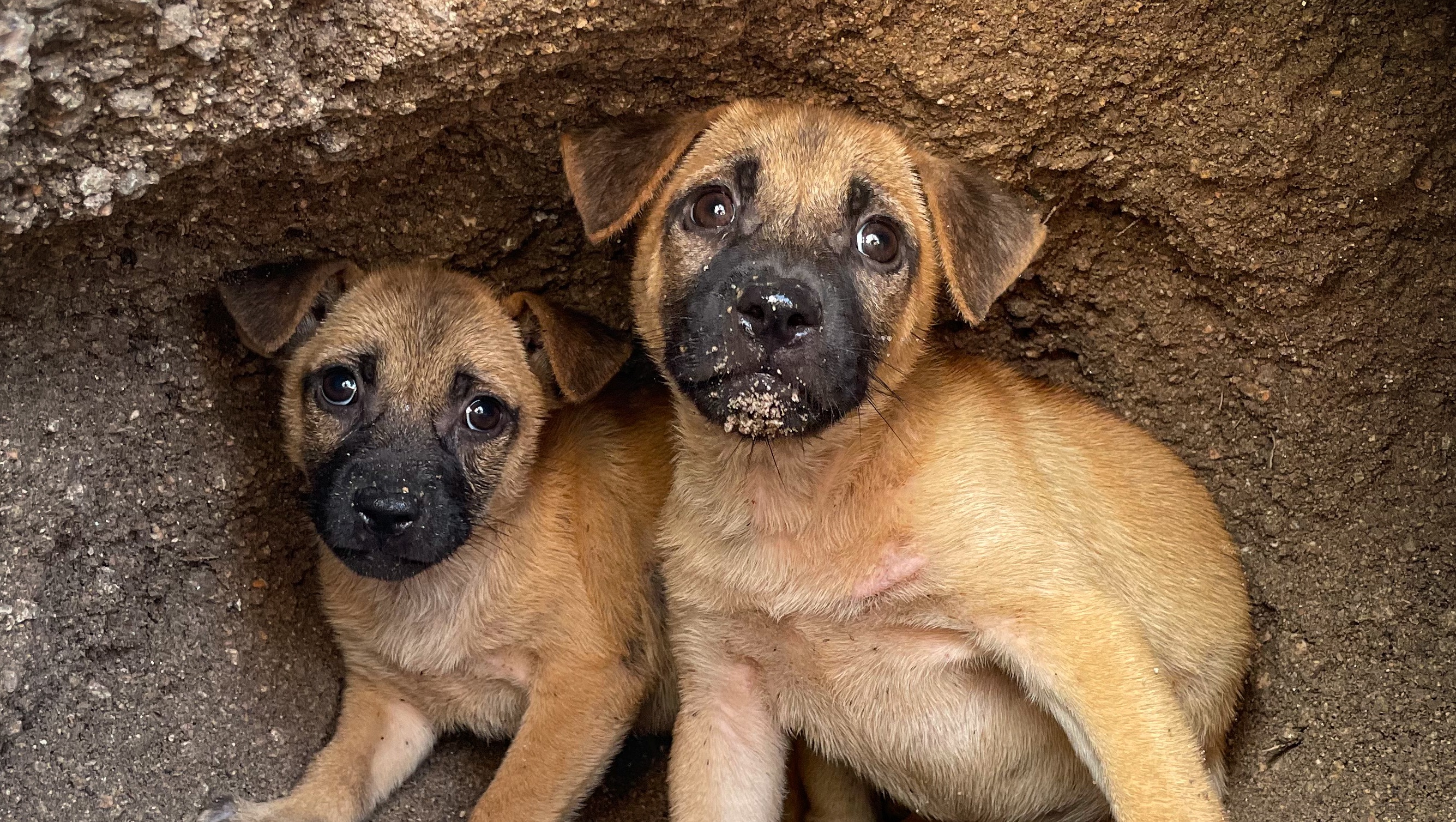 Fundraiser by Lara Dakers : Build the new Koh Koh Pups Dog Rescue Centre
