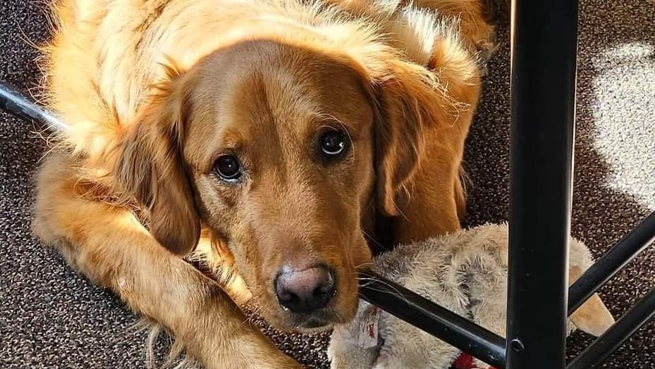 Fundraiser by Brad Whitman : Help Dk Delong's Dog Duke Recover