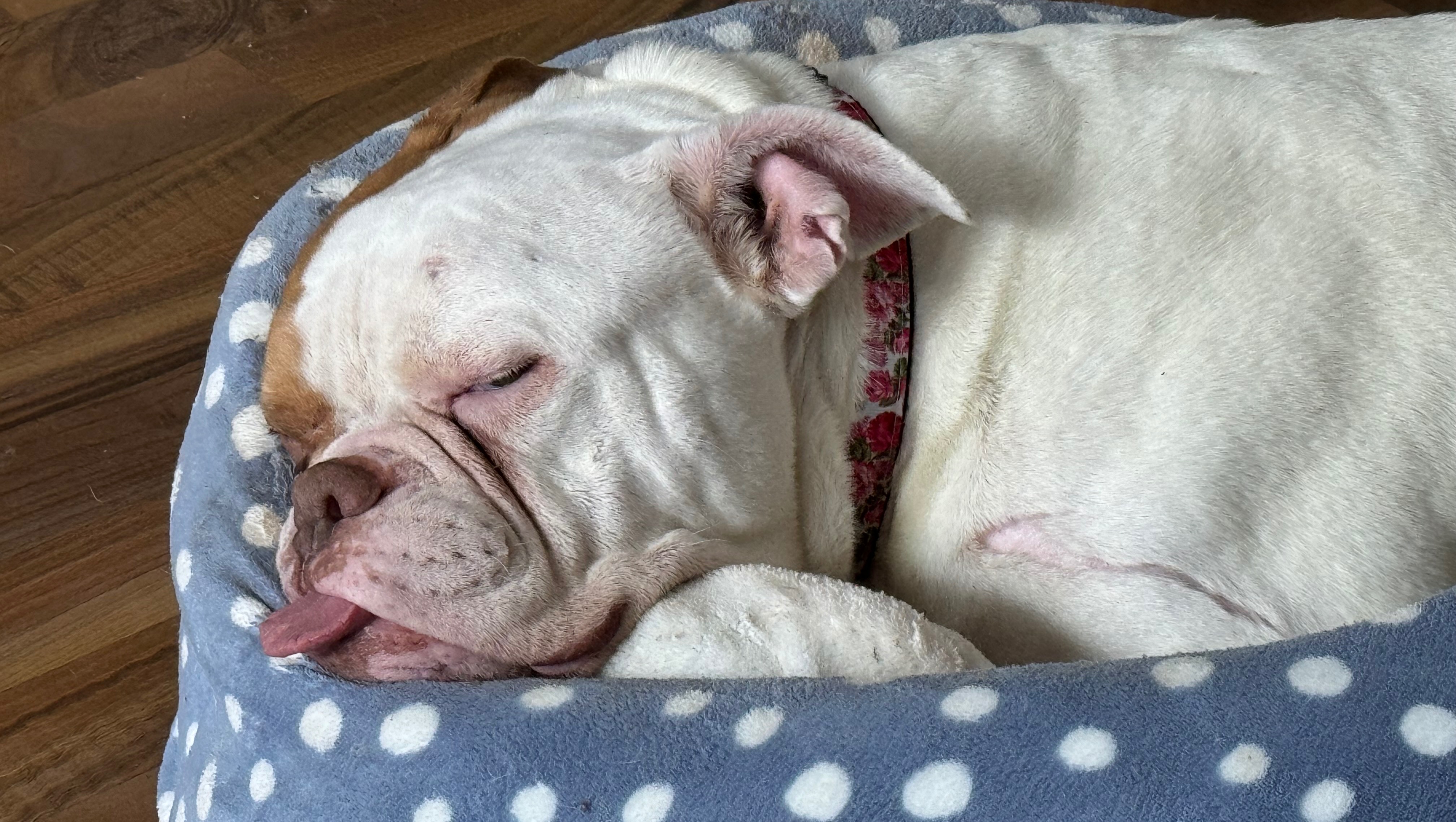 Fundraiser by Natasha Stringer : Peaches needs a CT scan on her chest