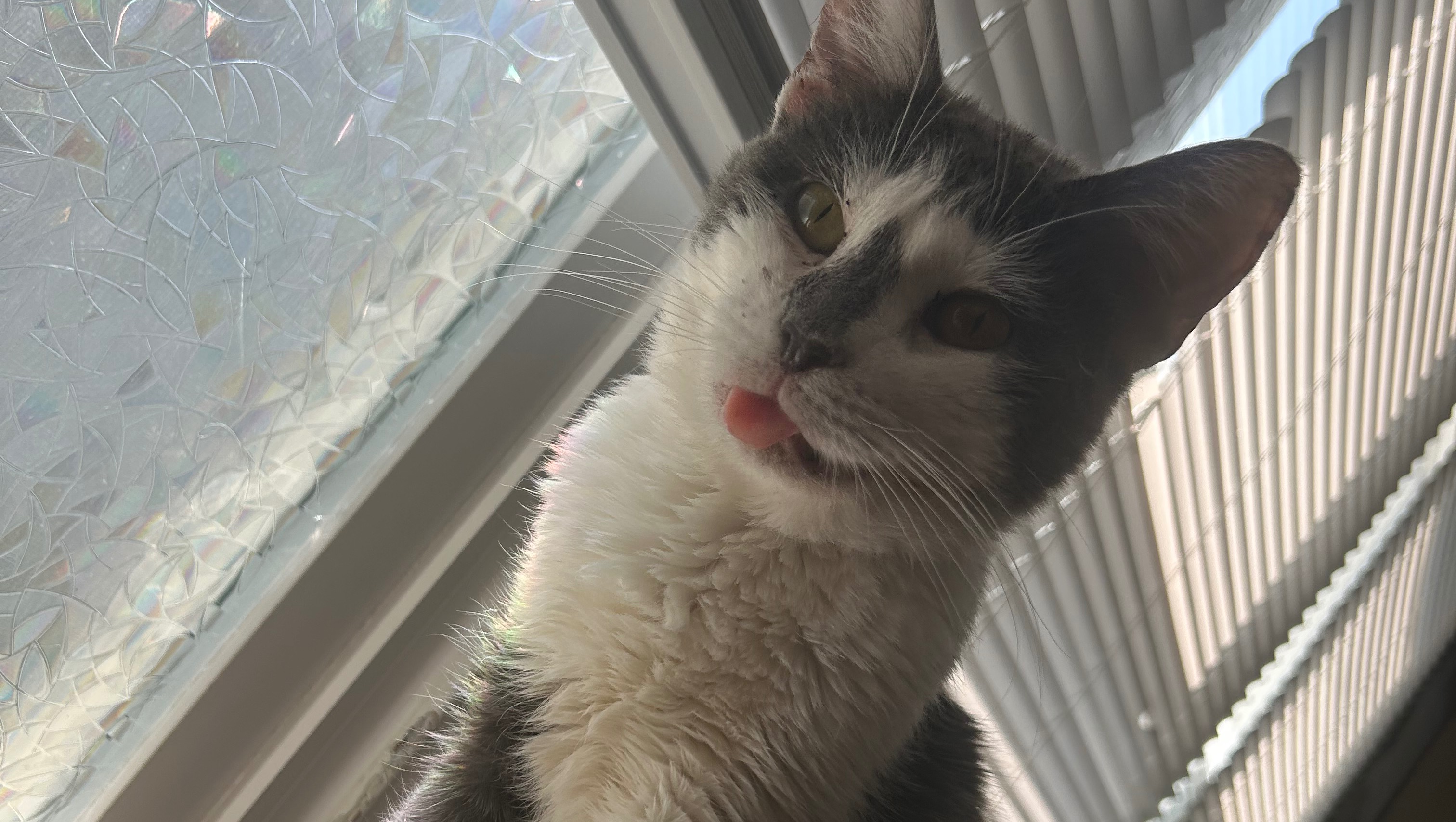 Fundraiser by Katie Butchart : Support Tennyson's Dental Surgery