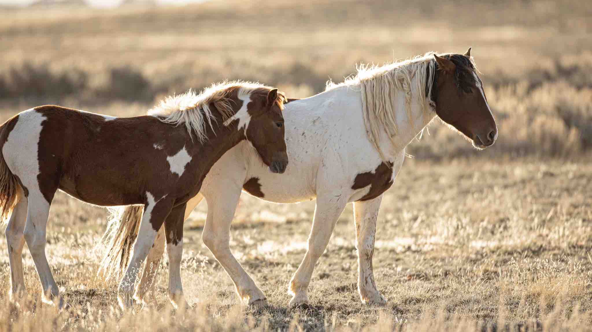 Fundraiser for For the Love of Aria by Shiva Norton : Help Save 21 ...