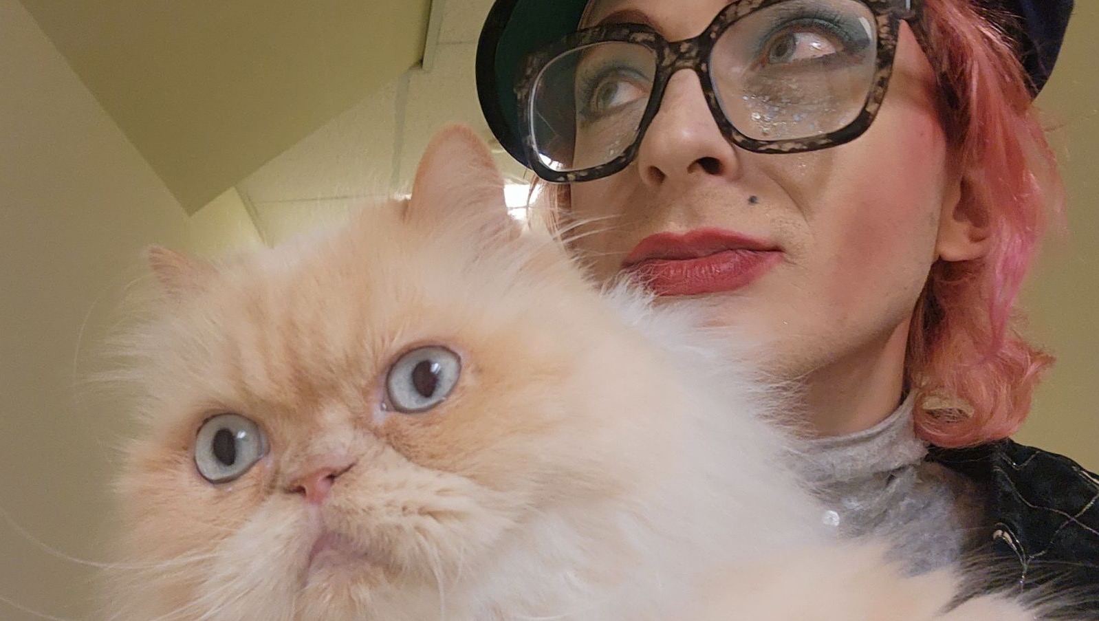 Fundraiser by Dawn Barstad : Support Fred's Cat, Mr. Freddie's Recovery ...