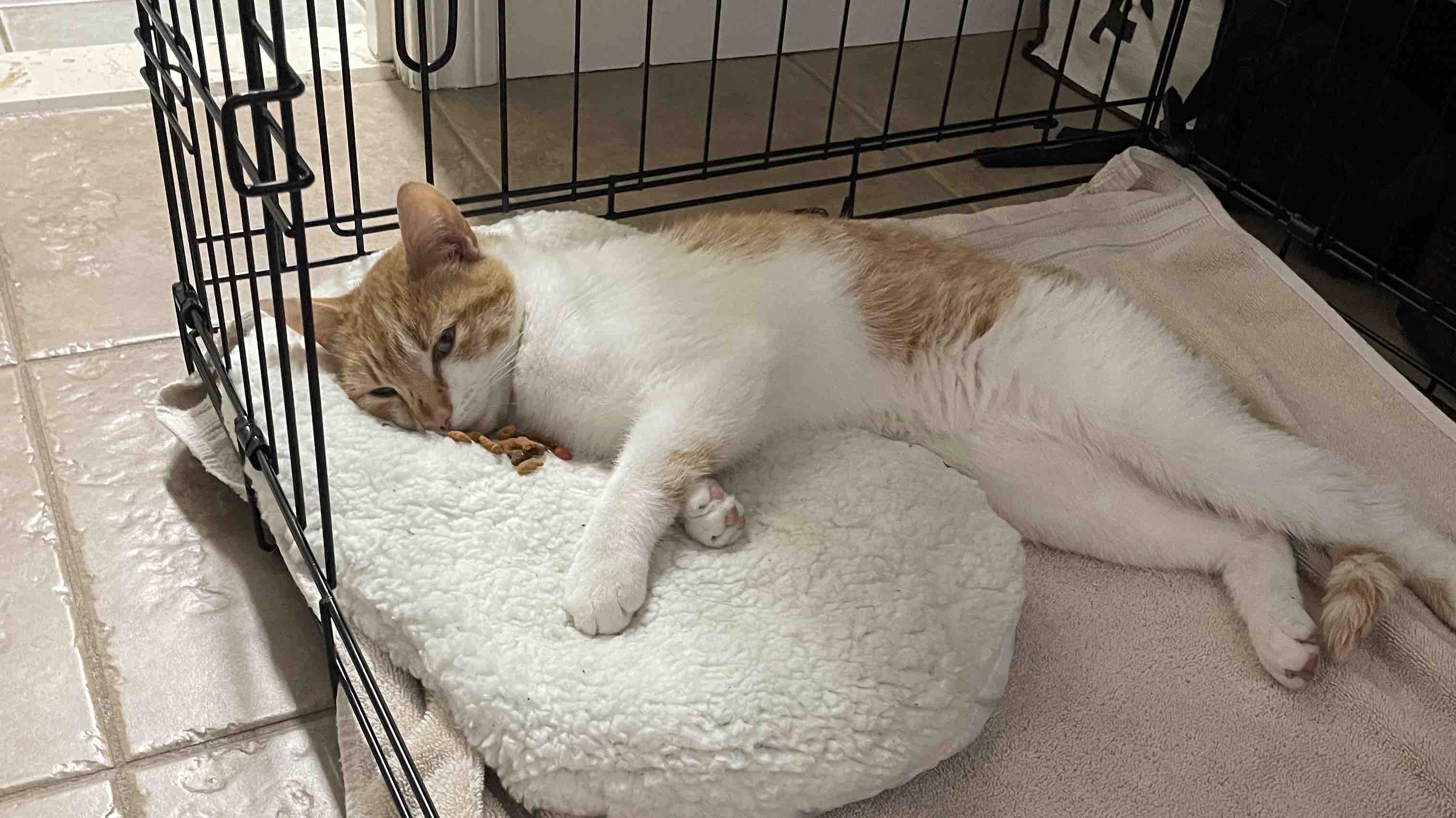 Fundraiser by Sandy Cabral : Please help Lasagna get the surgery she ...