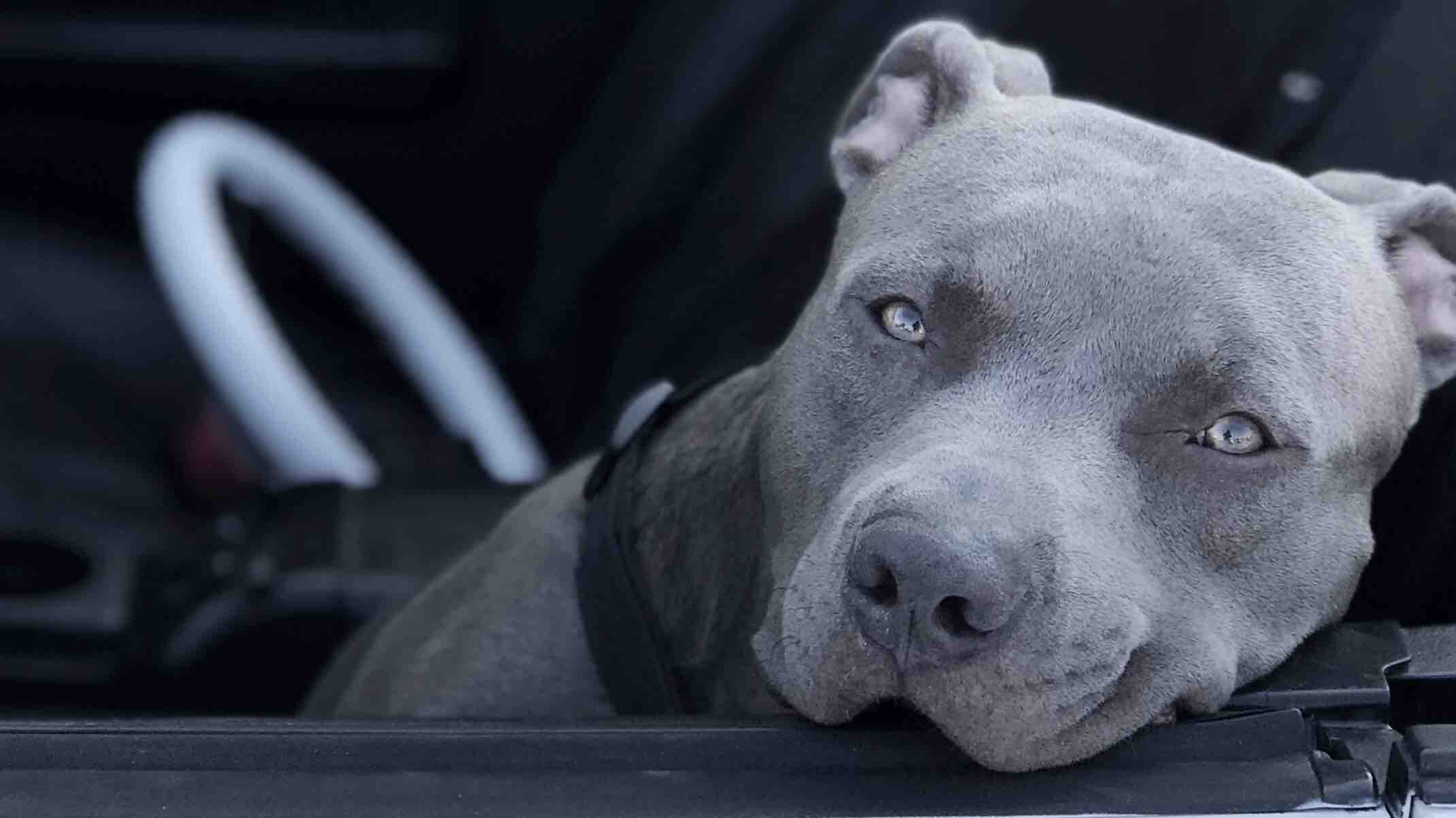 Fundraiser by Angel Ortiz : Help Plex get back home