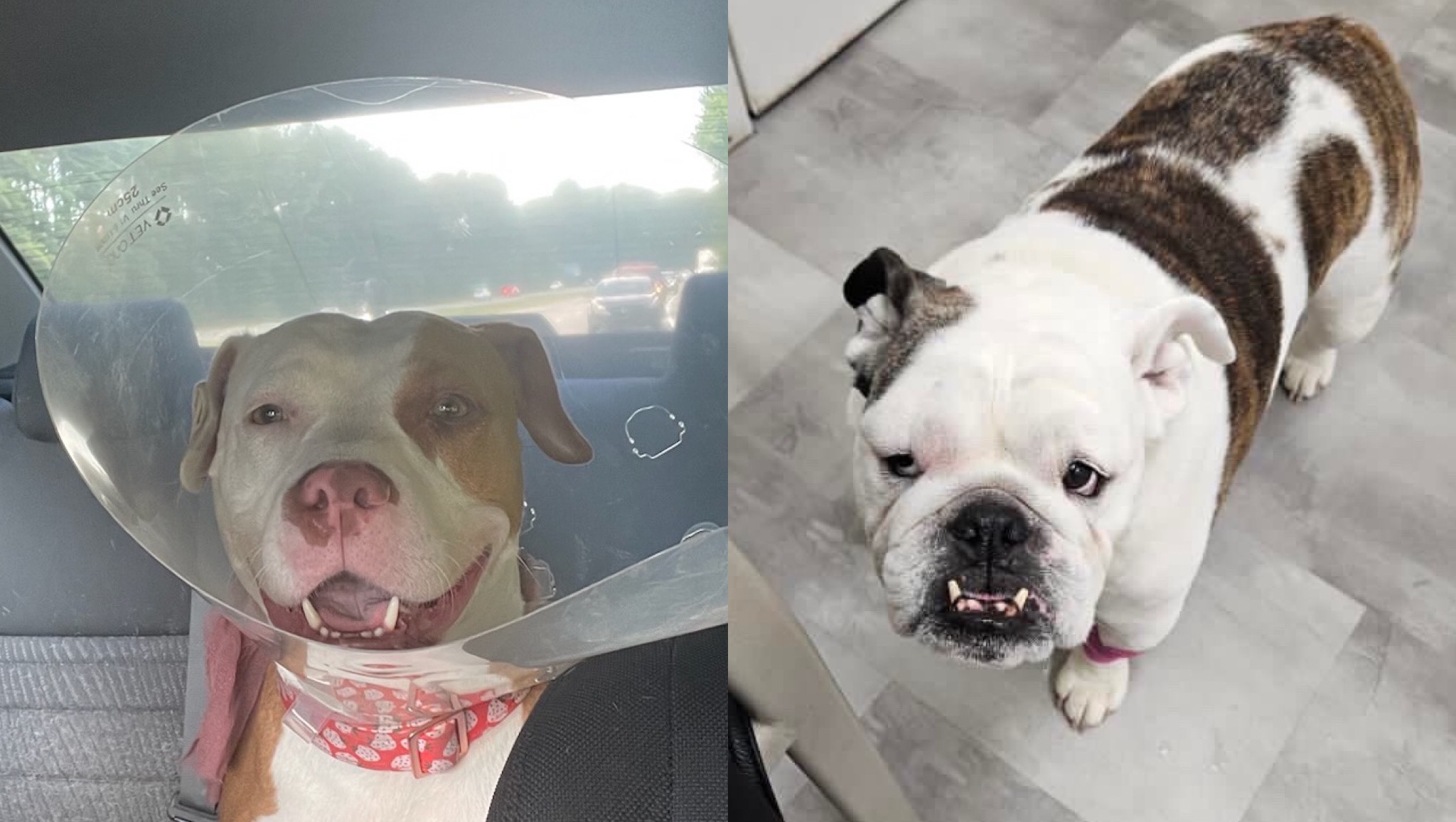 Fundraiser by Erica Lewandowski : Stand with Samantha