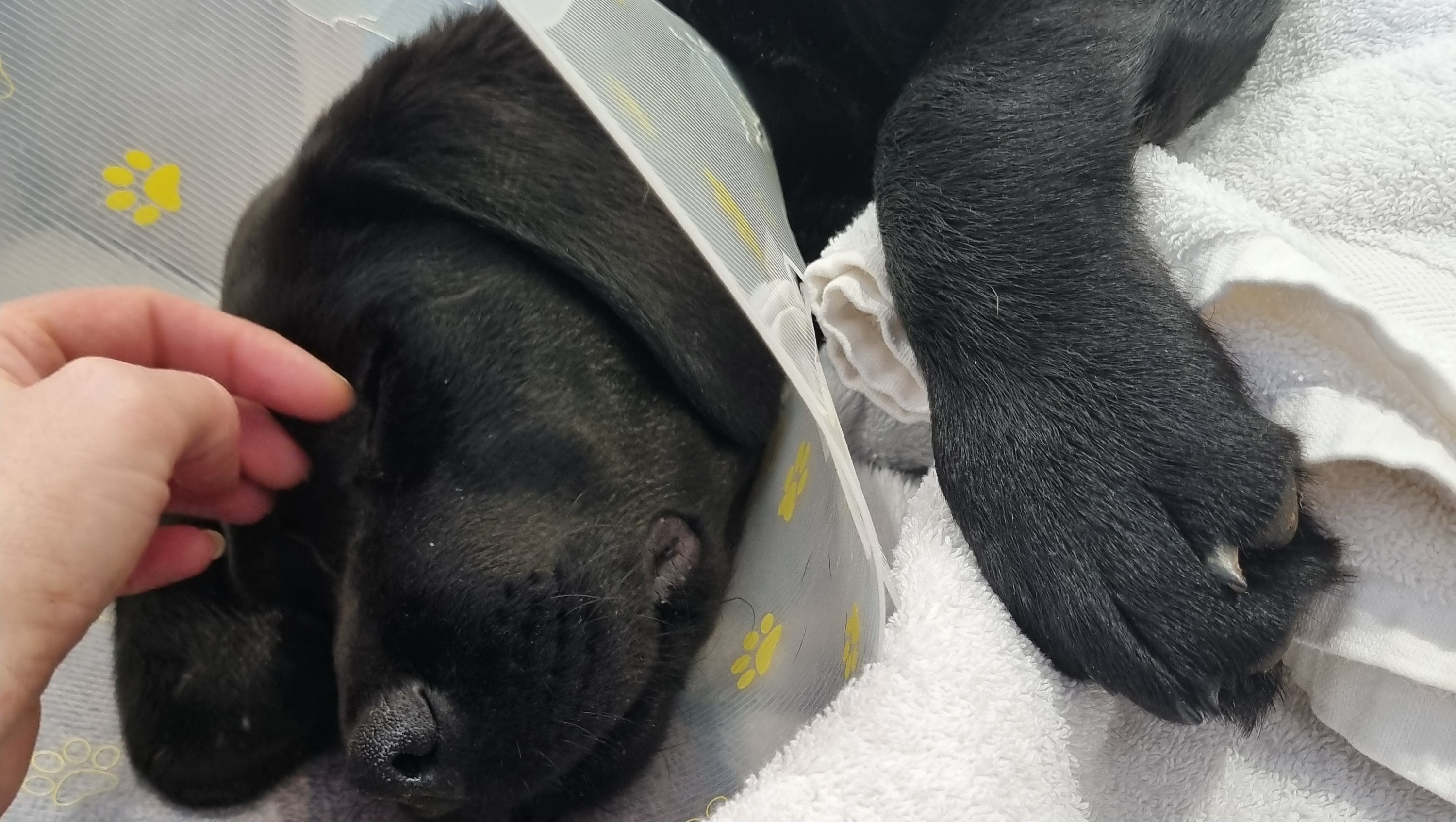 Fundraiser by Emily Lorraine : Help save Montys leg