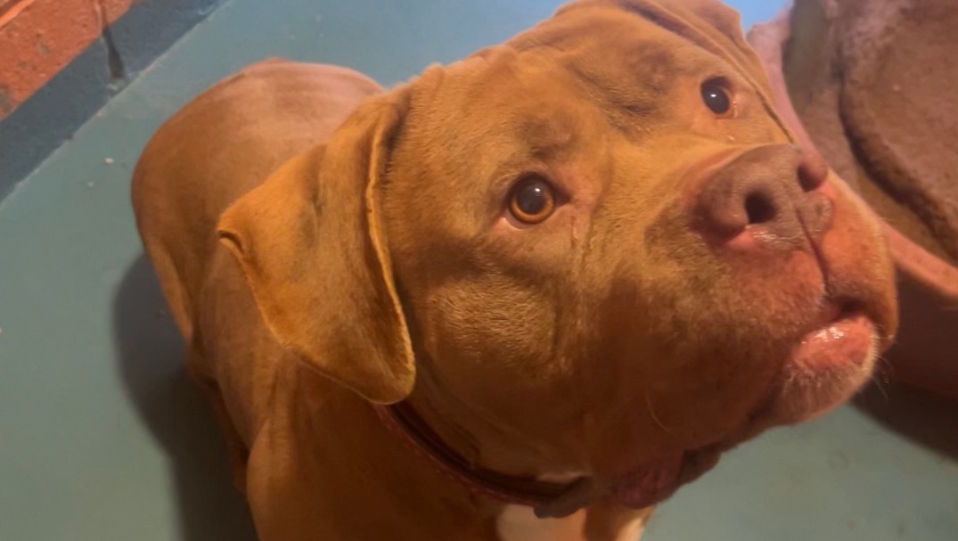 Fundraiser for Deborah Horton by Kerryanne Shaw : Bungee jump for the ...