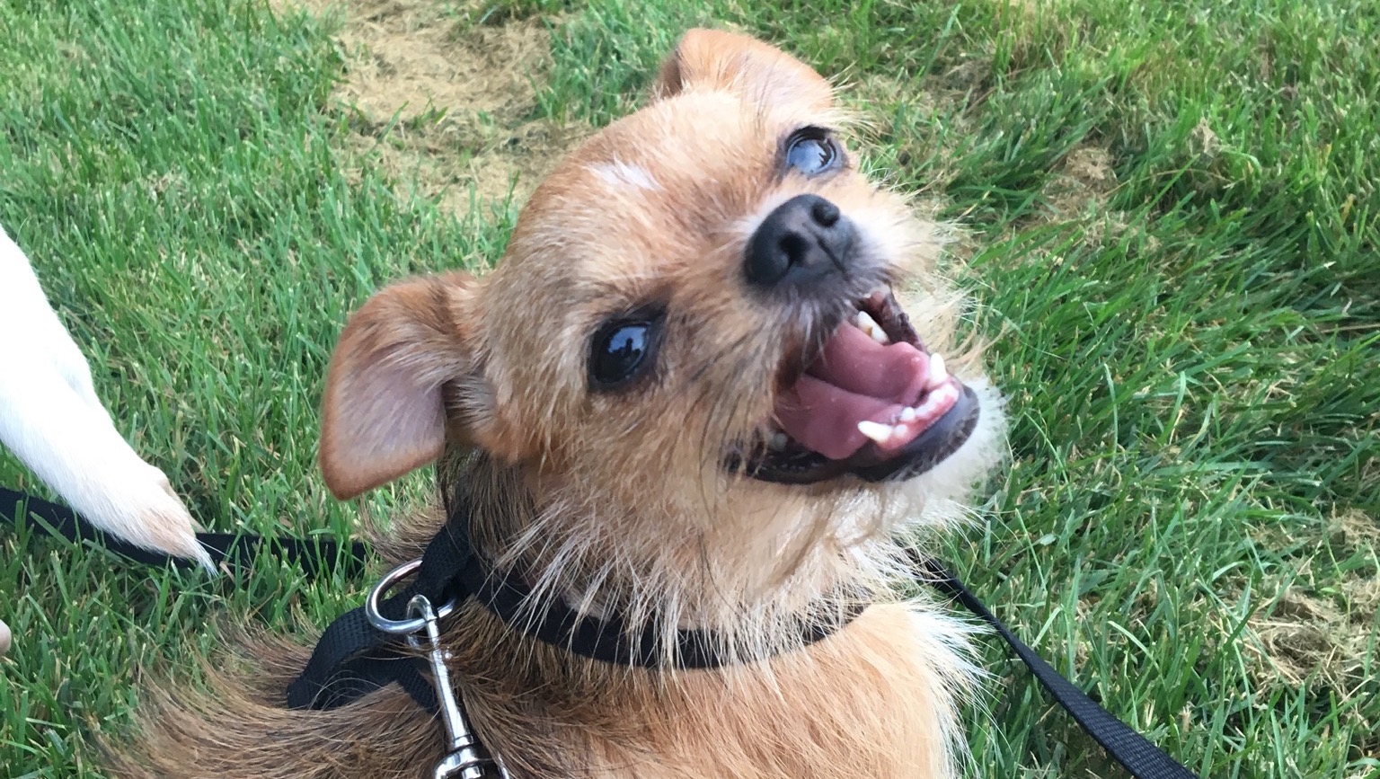 Fundraiser by Dana J K : Help Biscuit Walk Again with Surgery