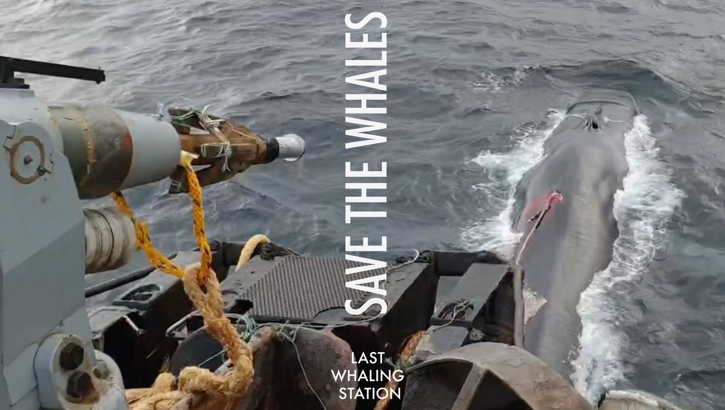 Fundraiser by Micah Garen : Help End Whale Hunting in Iceland