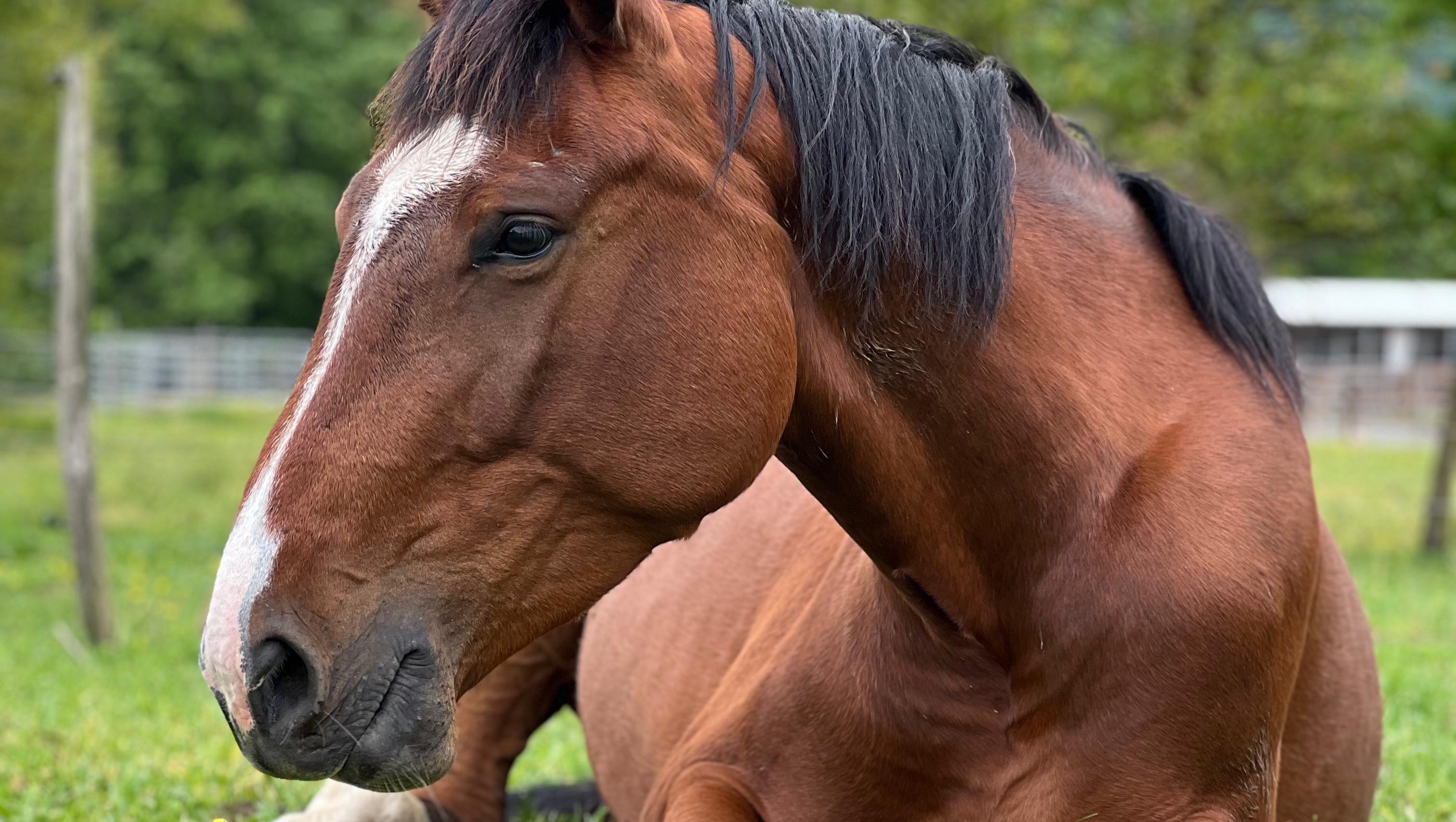 Fundraiser for The Traveling Menagerie by Araya Amenti : Donate to save ...