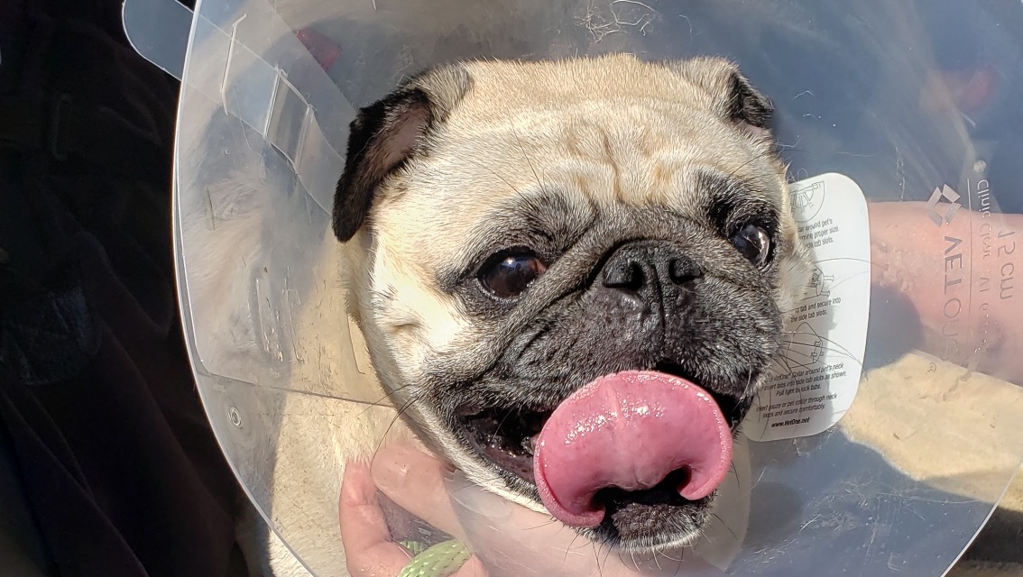 Fundraiser for Kimberley Thompson by Cara Ashnault : Help Support Puppy ...