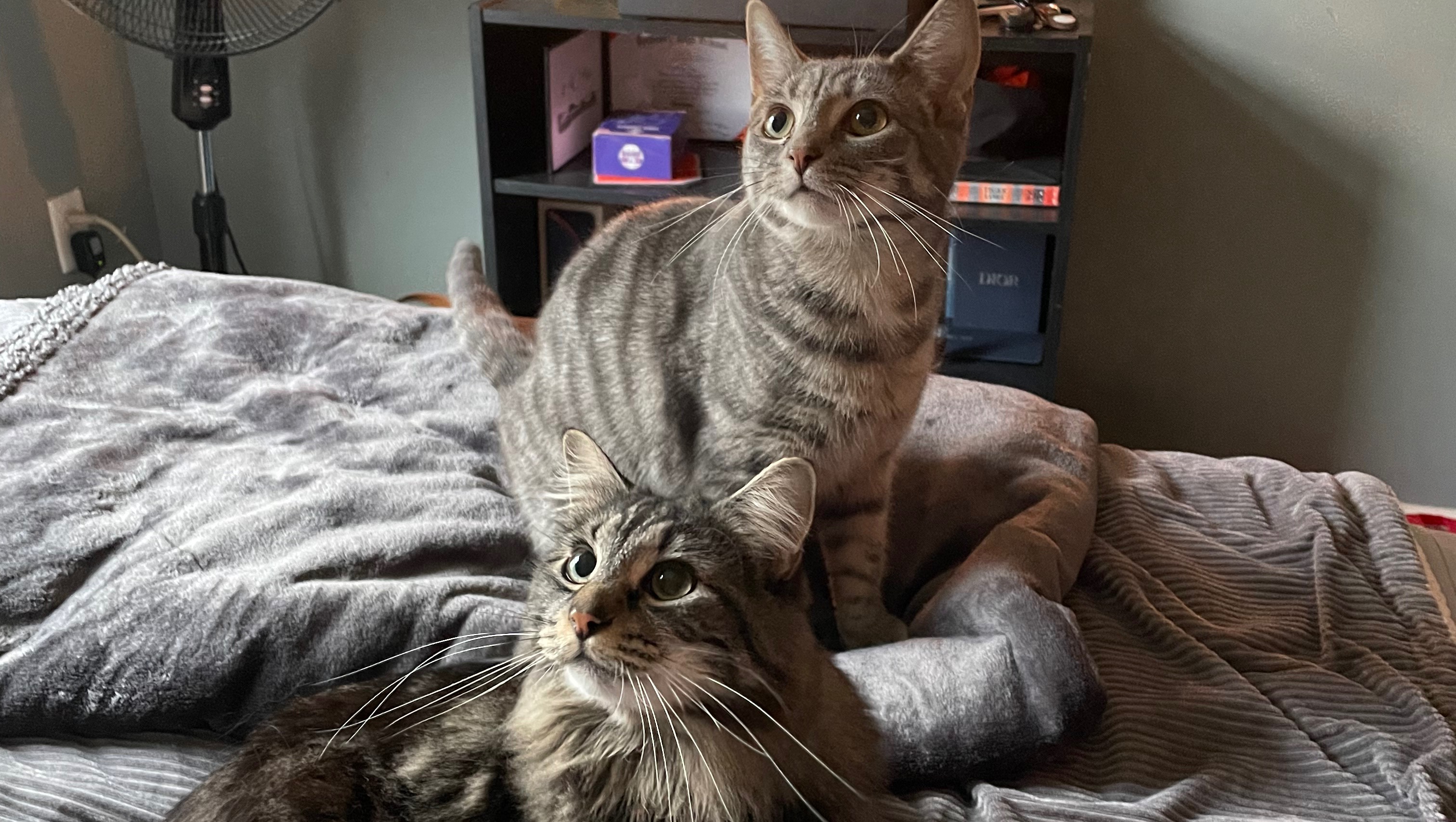 Fundraiser by morgan cole : Support Binx's Fight Against Heart Disease