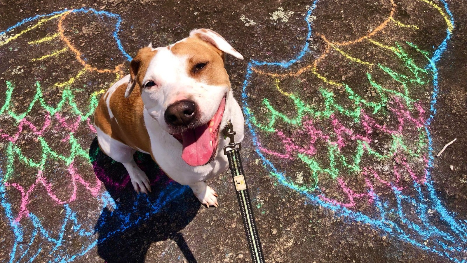 Fundraiser by Carson Anderson : Justice for Callie