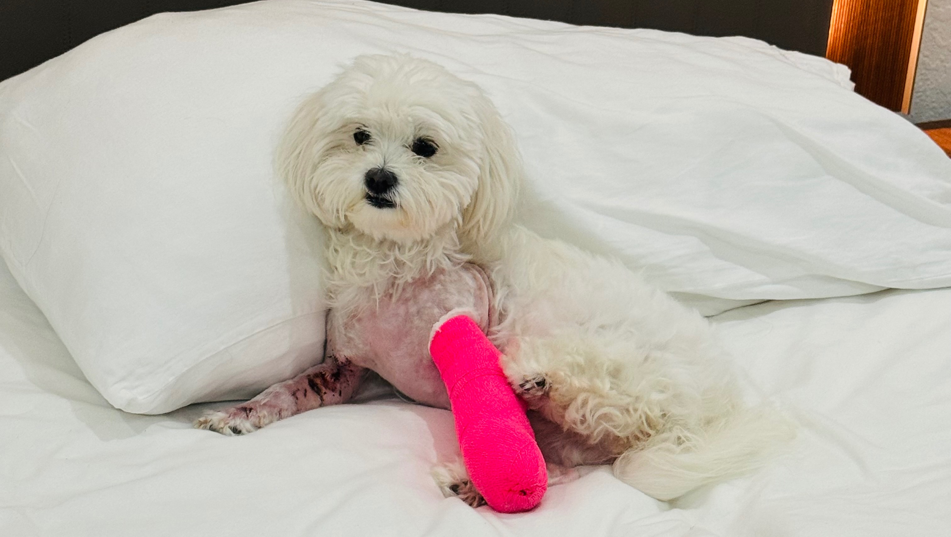 Fundraiser by Amparo Vazquez : Help raise funds for Lulus vet bills ...