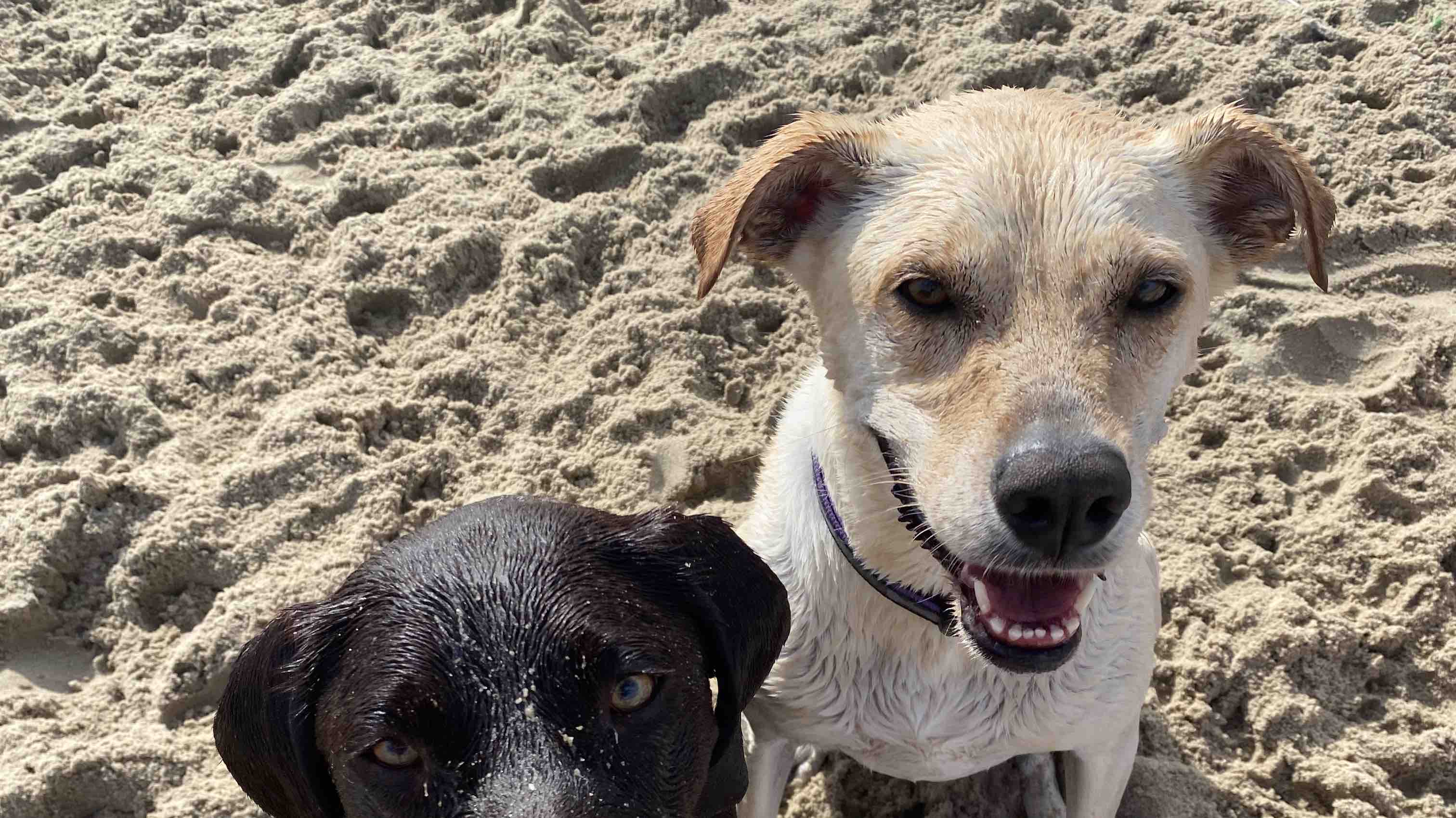 Fundraiser for Haley Wissinger by Carol Cox : Help Delilah recover from ...