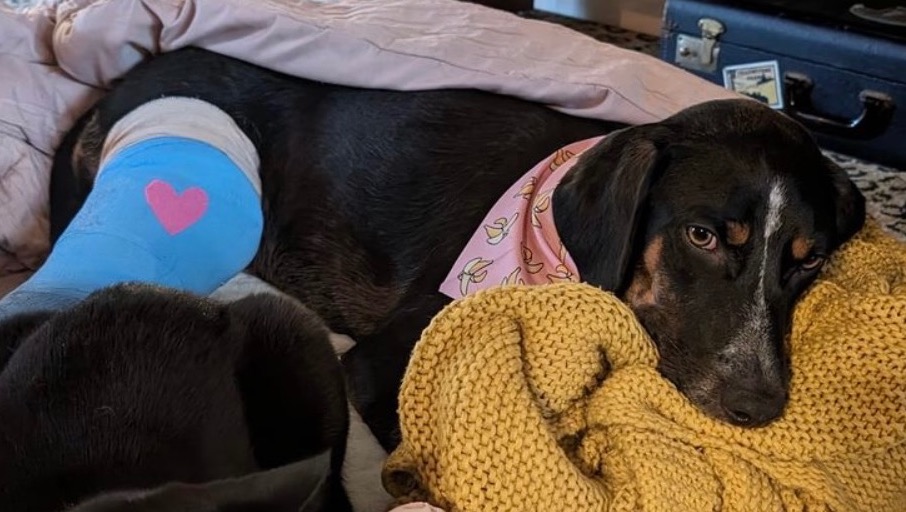 Fundraiser for Craig Rutler by P Wilson : Fund for Ripper's Amputation ...