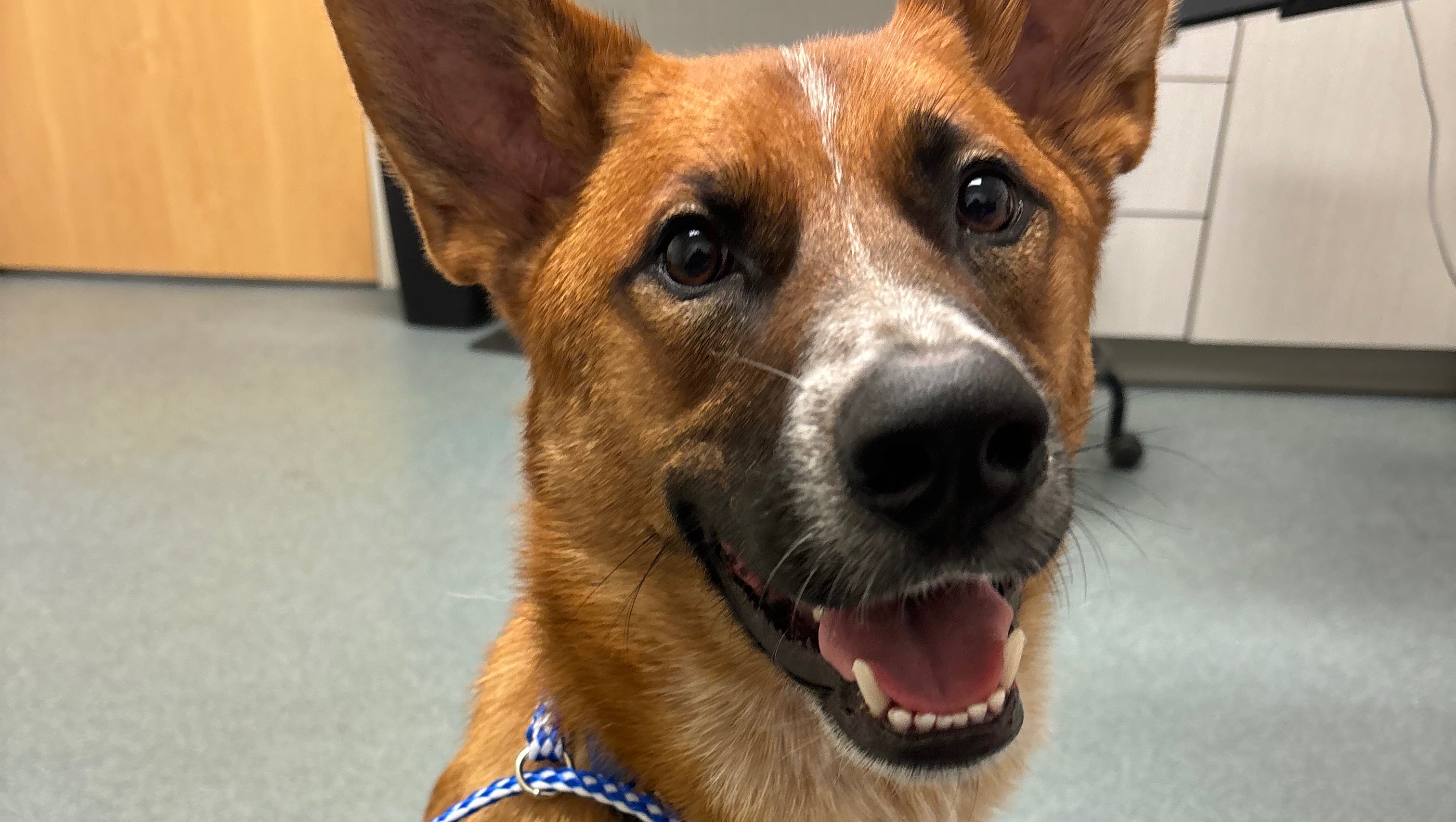 Fundraiser for Natalie Albrecht by Erica McCormick : Help Otis Fight ...