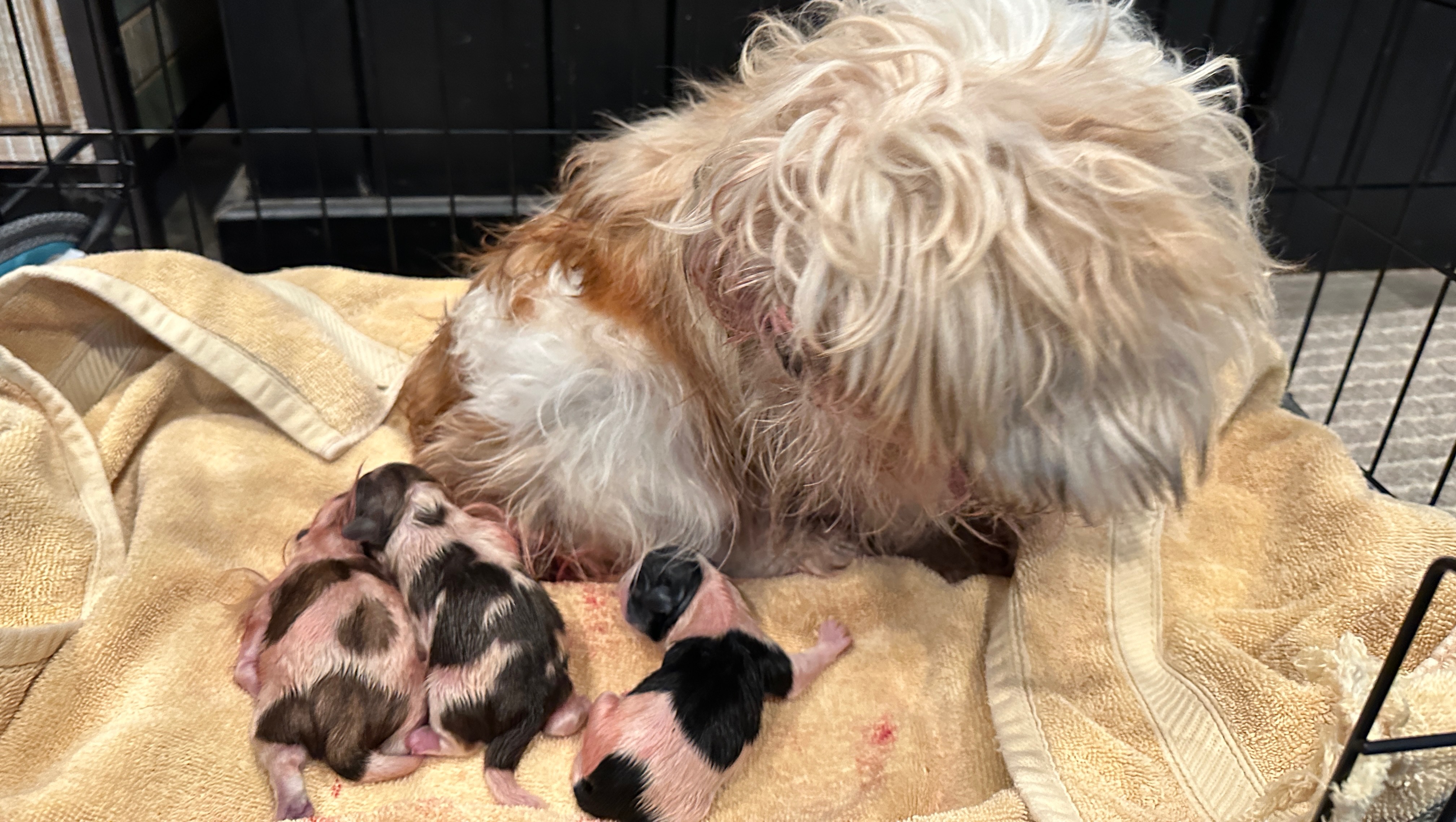 Fundraiser by Bark from the Heart Rescue : Morning Surprise Shihtzu Puppies