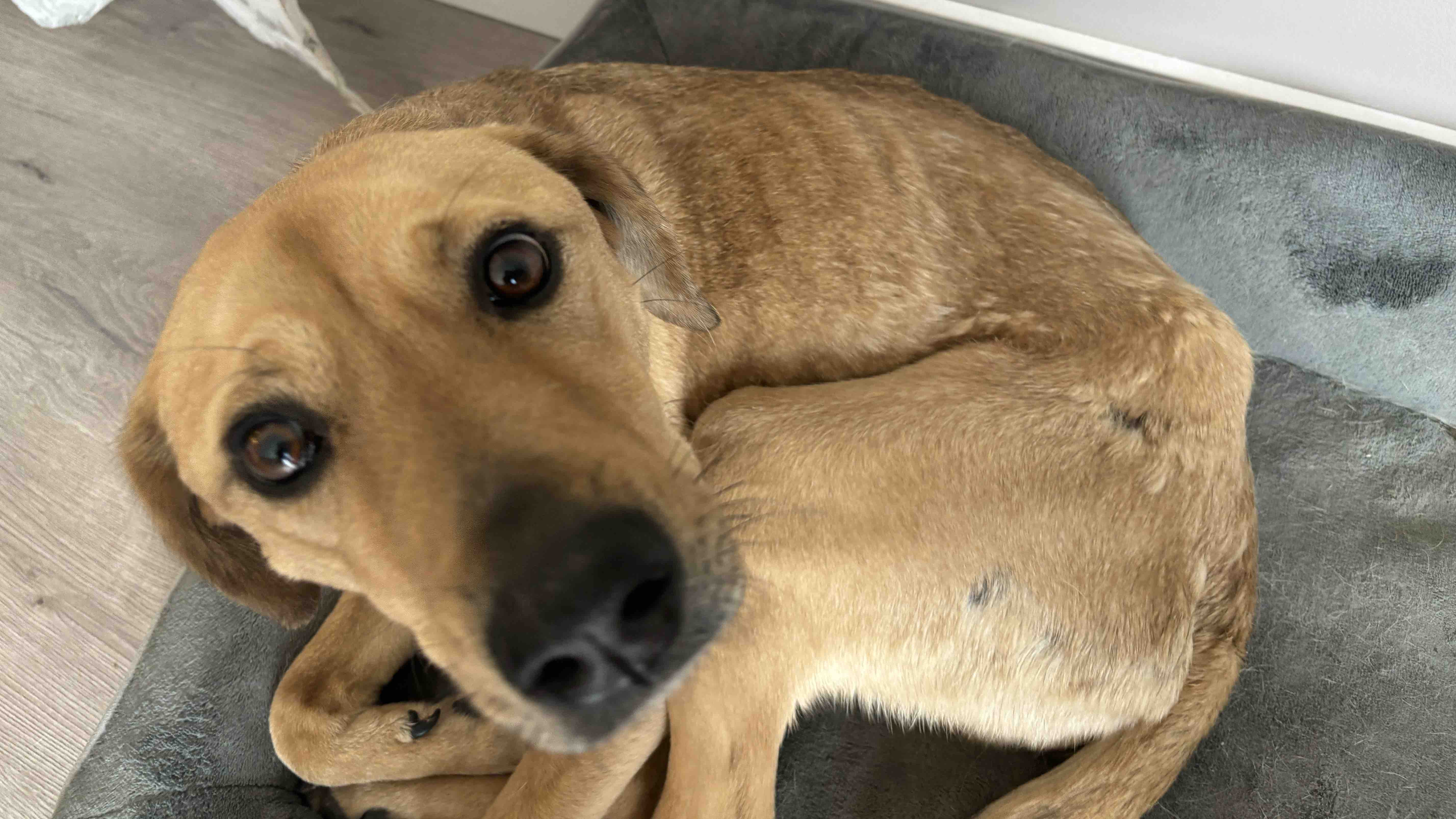 Fundraiser by Ellen Twig-Patrick : Help this rescue pup for Bridges to ...