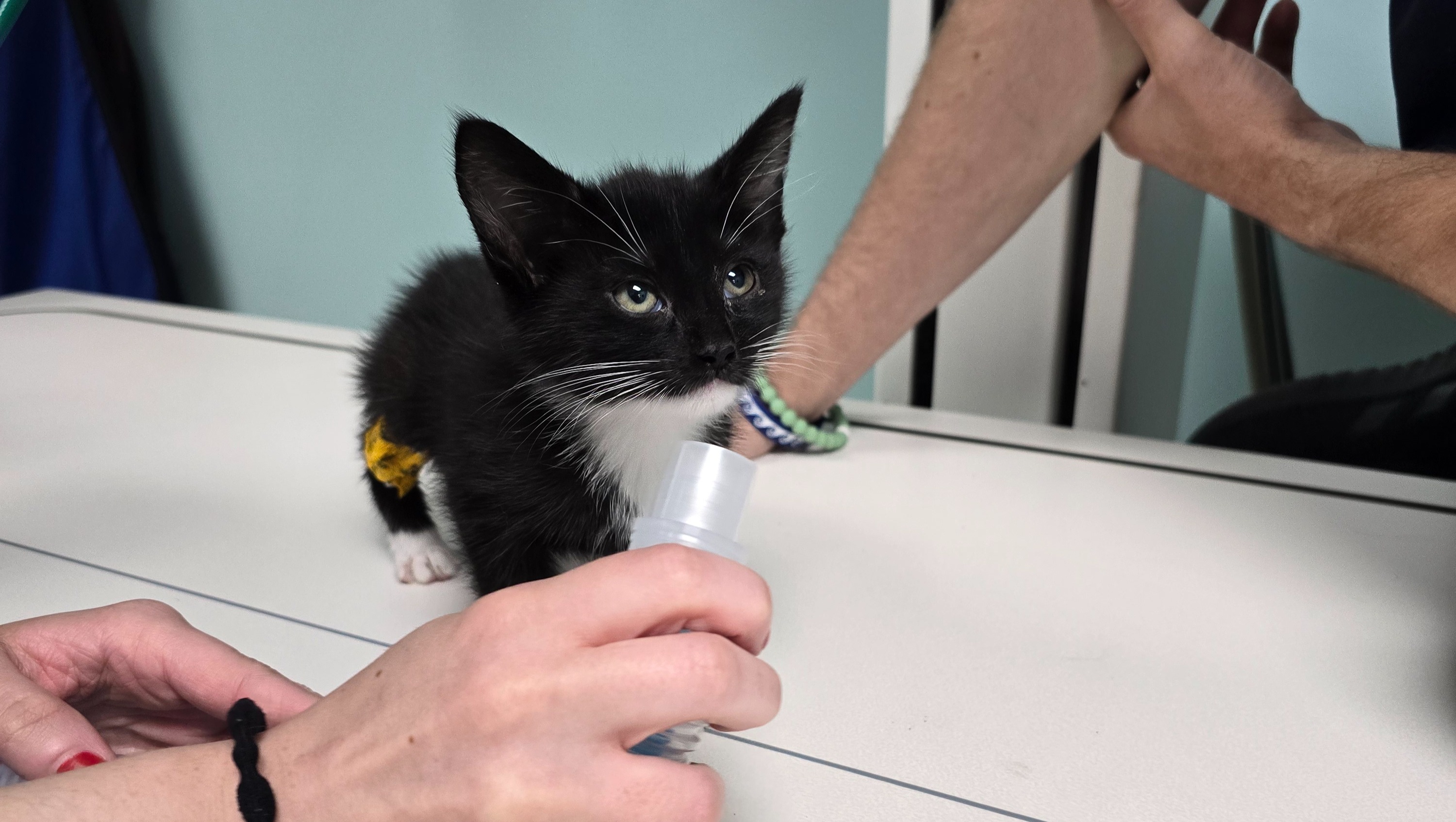 Fundraiser by Lindsay Redmond : Help Lindsay in Her Animal Rescue Efforts