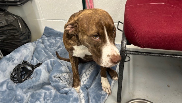 Fundraiser by Amy Cunningham Shinault : Donate towards Rylee's leg ...