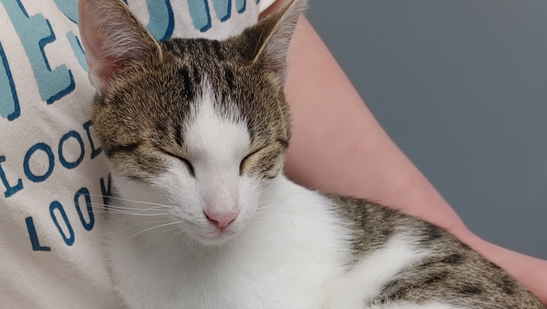 Fundraiser by Robert Ward : Help Robert's Cat Squire Get Surgery