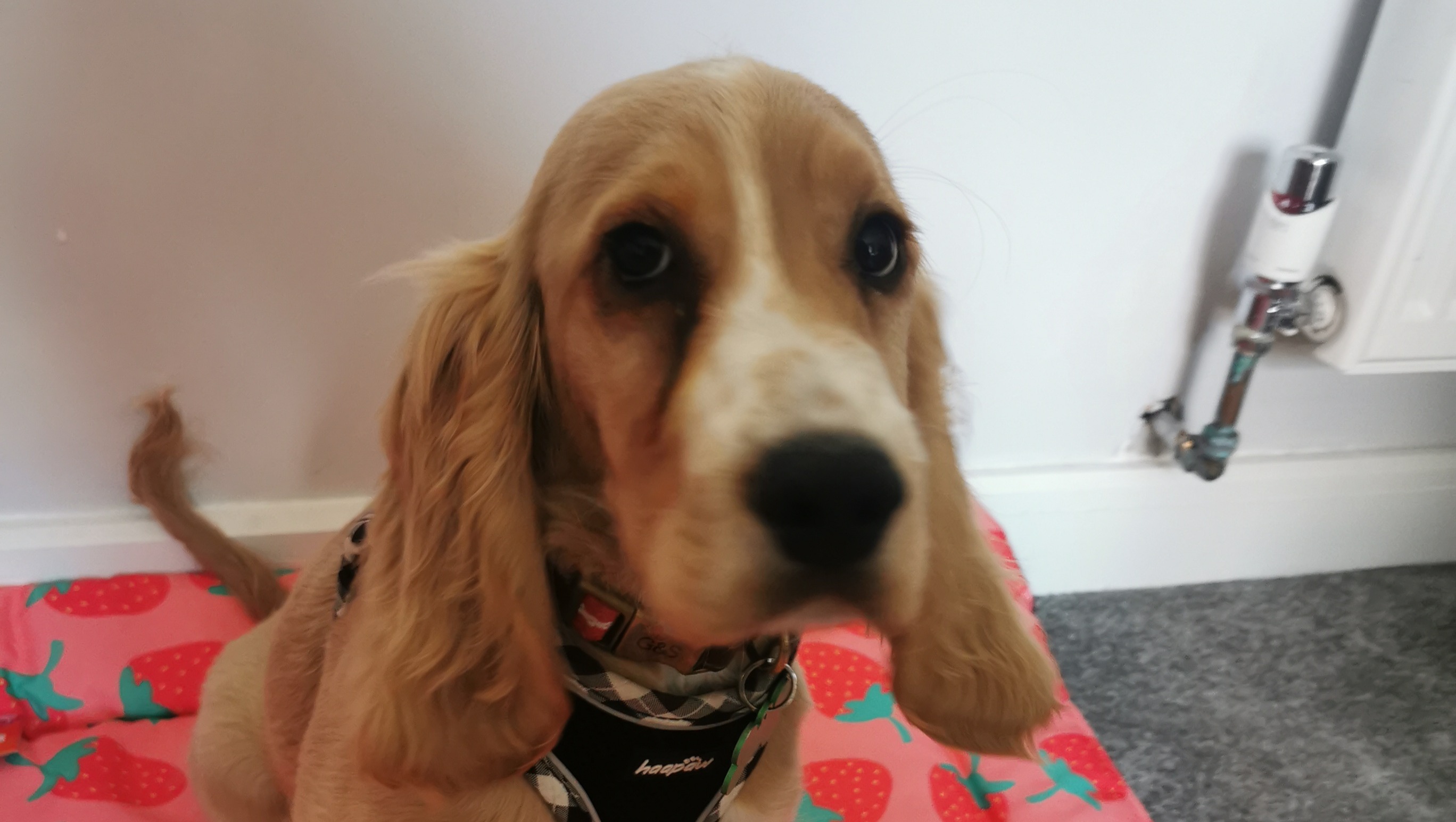 Fundraiser by Bubblegumii Arts : Oli Eye surgery