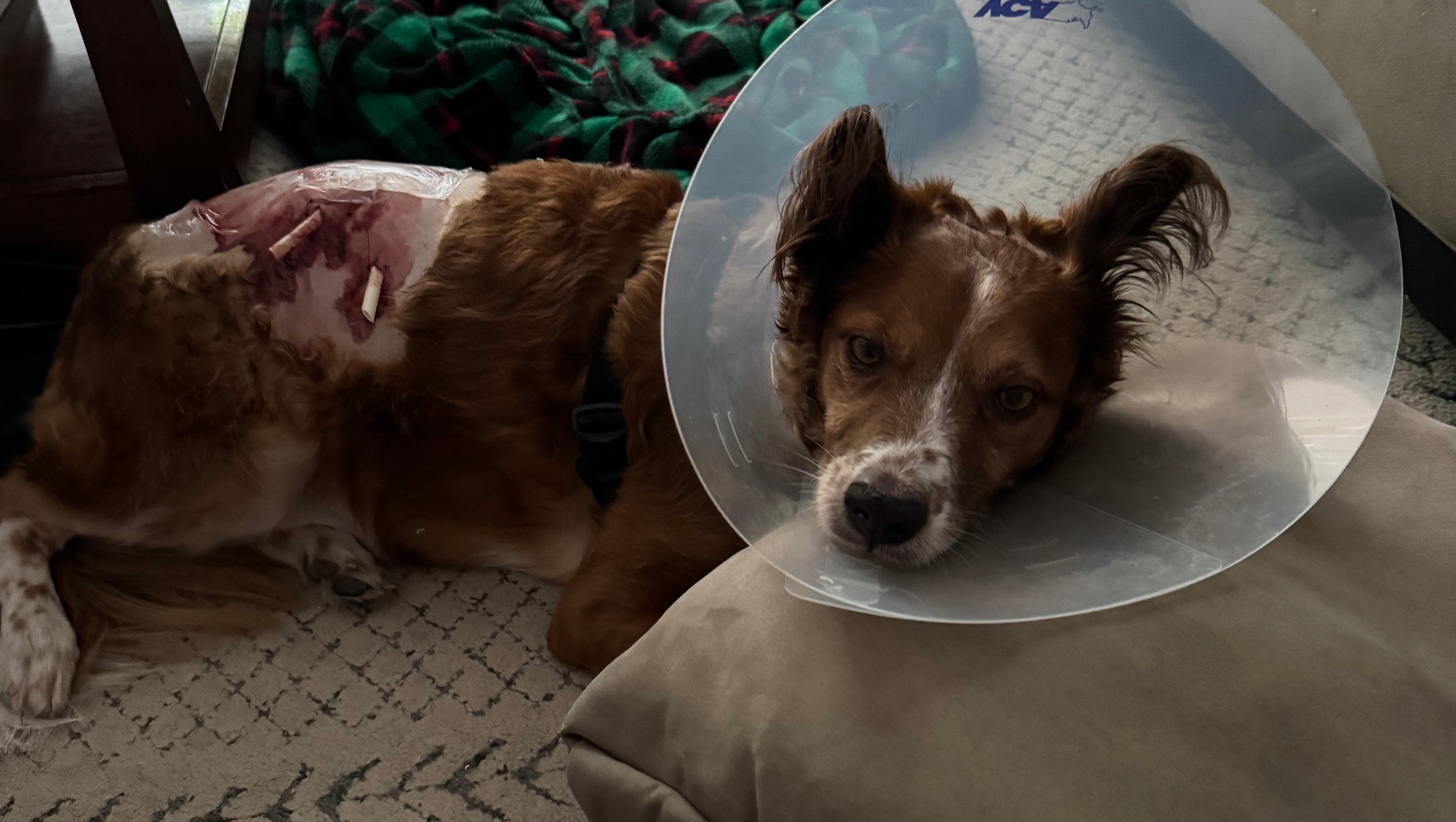 Fundraiser by Kevin Swihart : Join Koa's Journey to Recovery After Attack