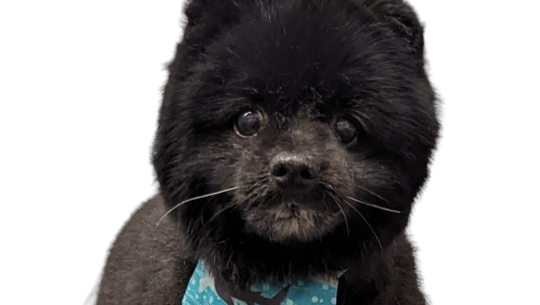 Fundraiser by Unique Peters : Support Zero's Surgery and Recovery