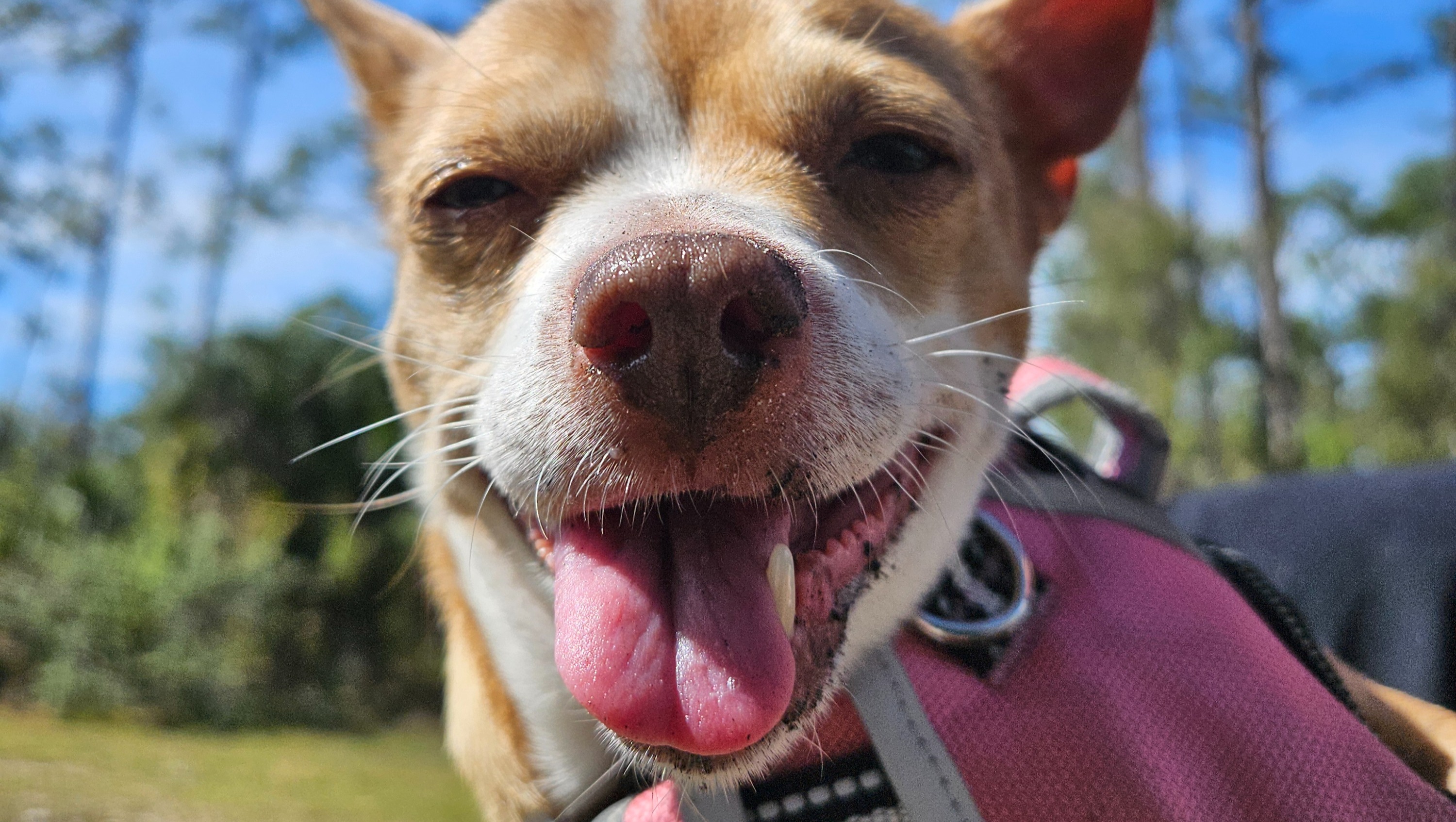 Campagne de sociofinancement organisée par Chelsea Cortez : Help my Chi ...