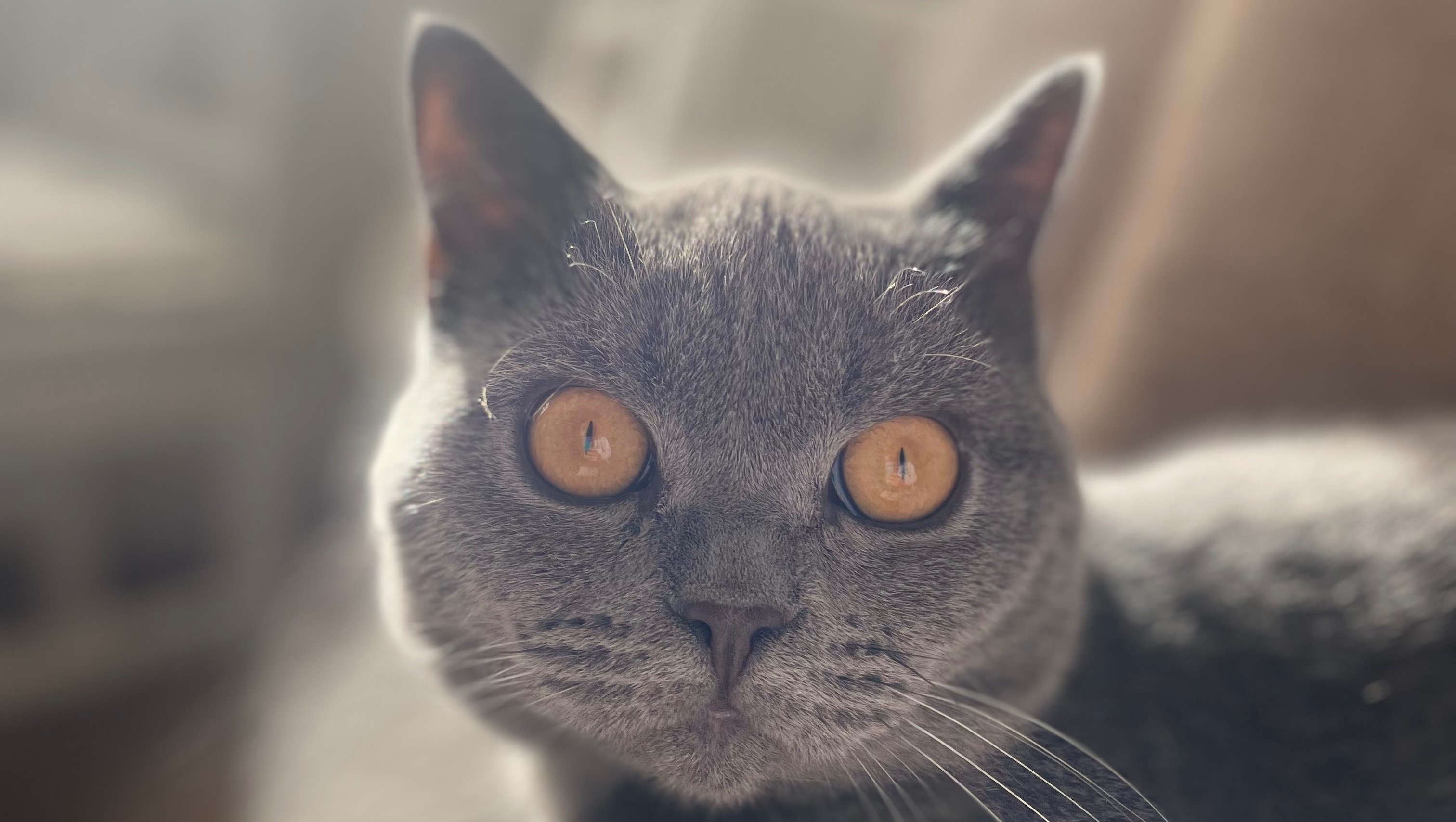 Fundraiser by Zuzanna Szer : Archie’s teeth treatment