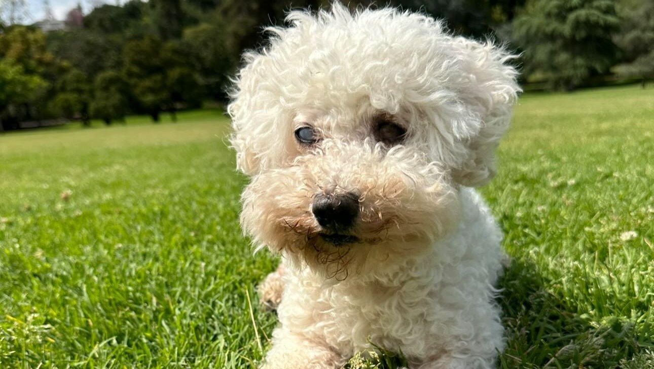 Fundraiser by Trinity Duran : Support Trinity's Fight for Daisy's Life