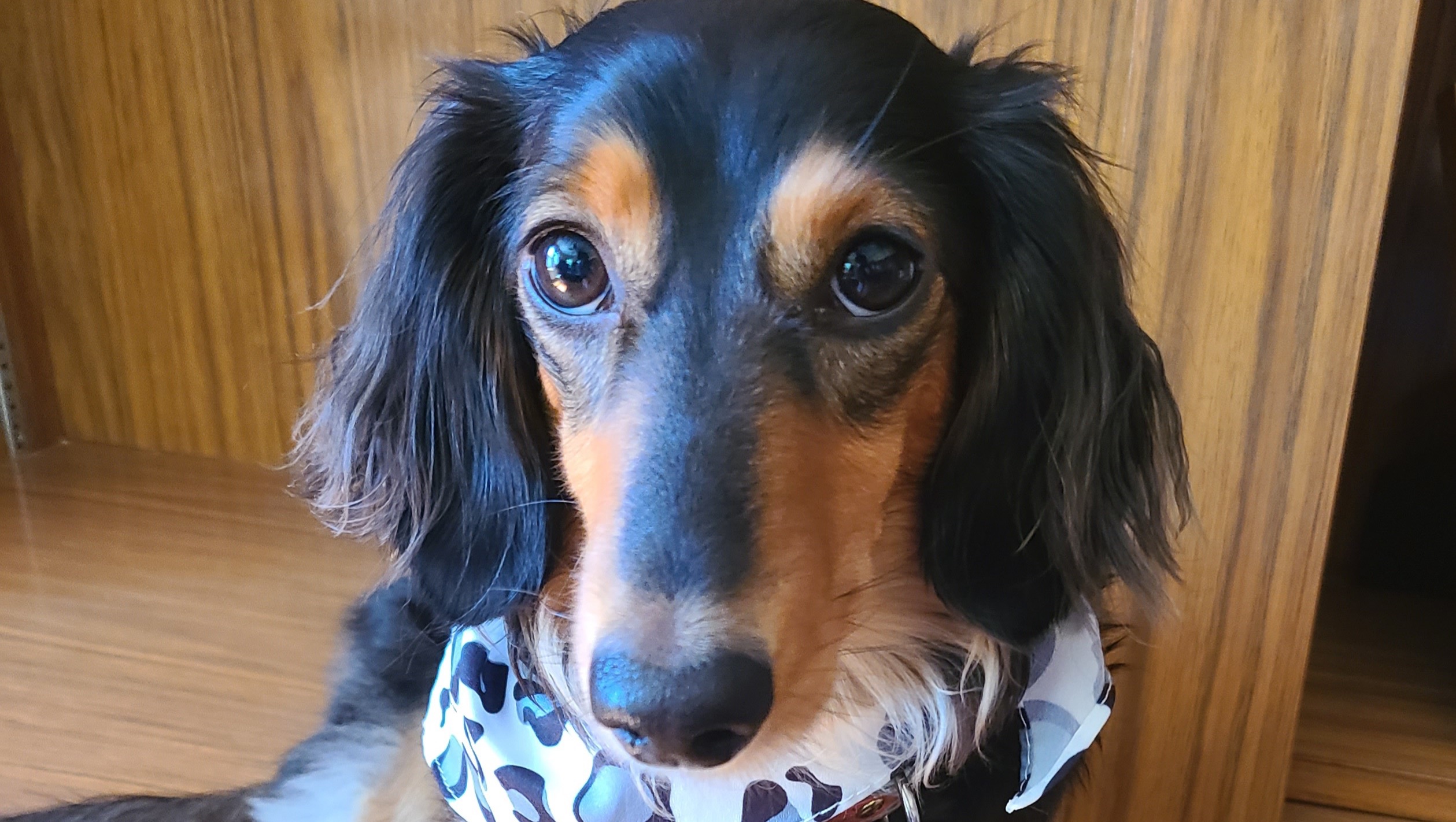 Fundraiser by Sammantha Schrock : Help Lilo Walk Again: Urgent Funds Needed