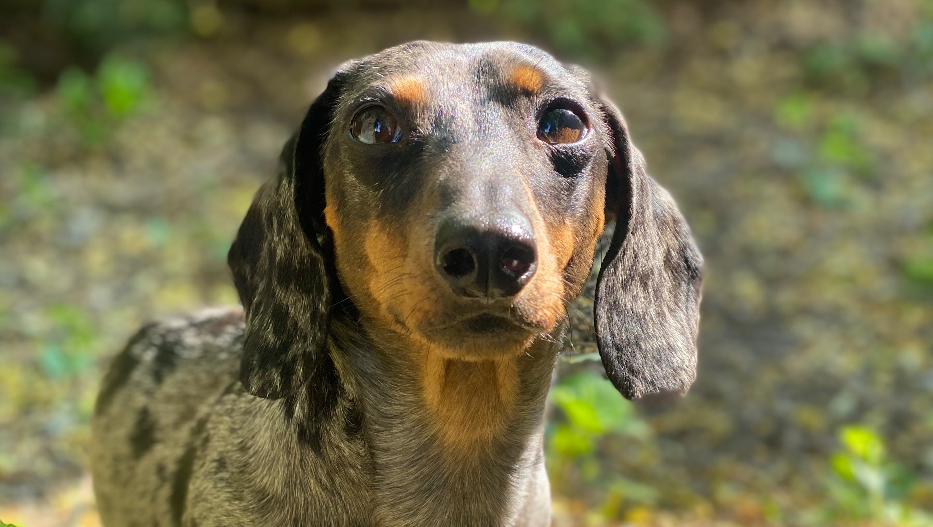 Fundraiser for Tanja Bos by Chloe Durant : Support Maxie's Emergency ...