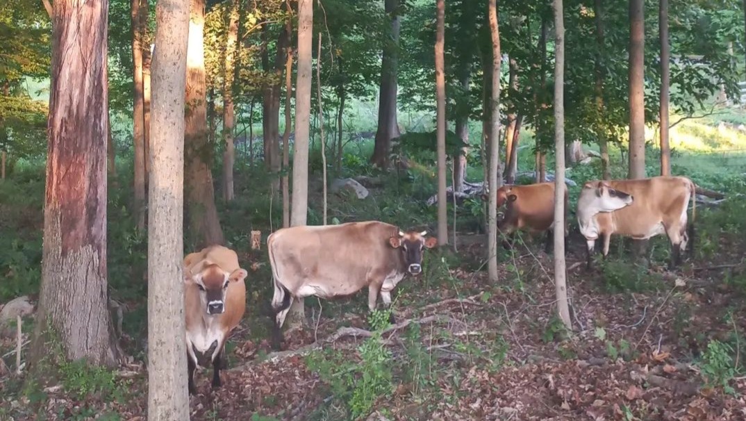 Fundraiser by Rachel Nosal : Fuel Alex and Rachel's Micro Dairy Dream